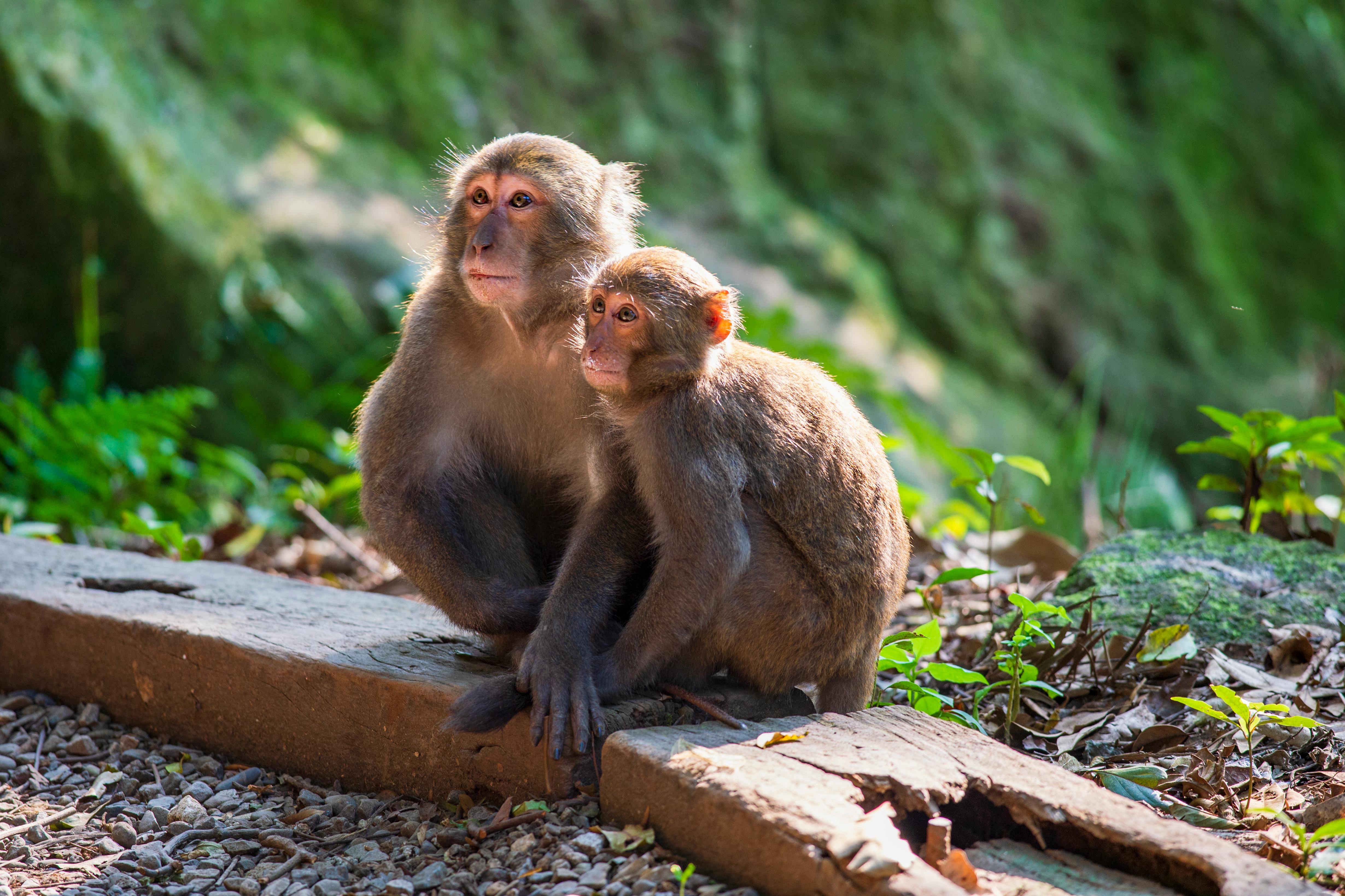 Two Monkeys on a Wood · Free Stock Photo