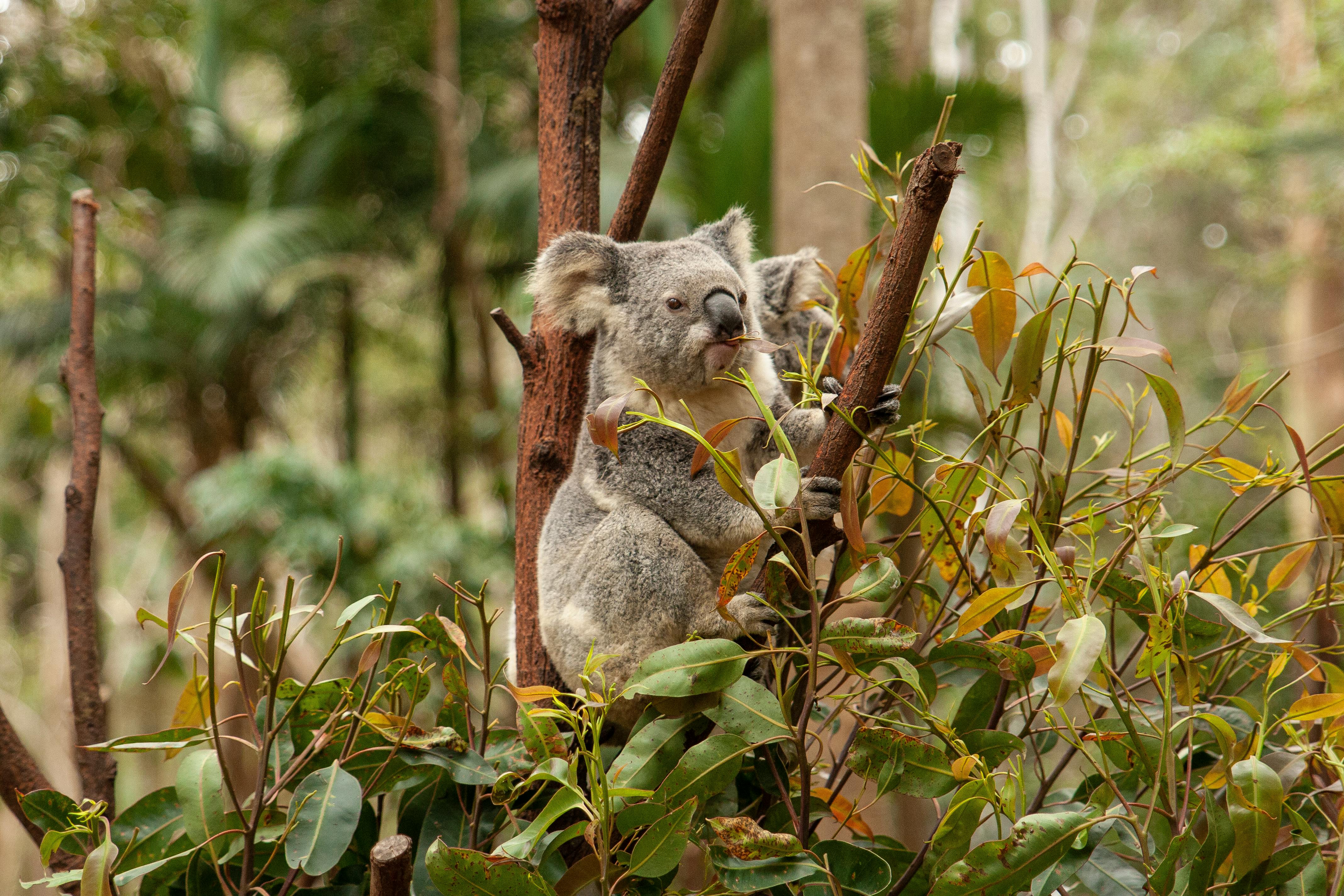 Koala Bear on a Tree Branch · Free Stock Photo