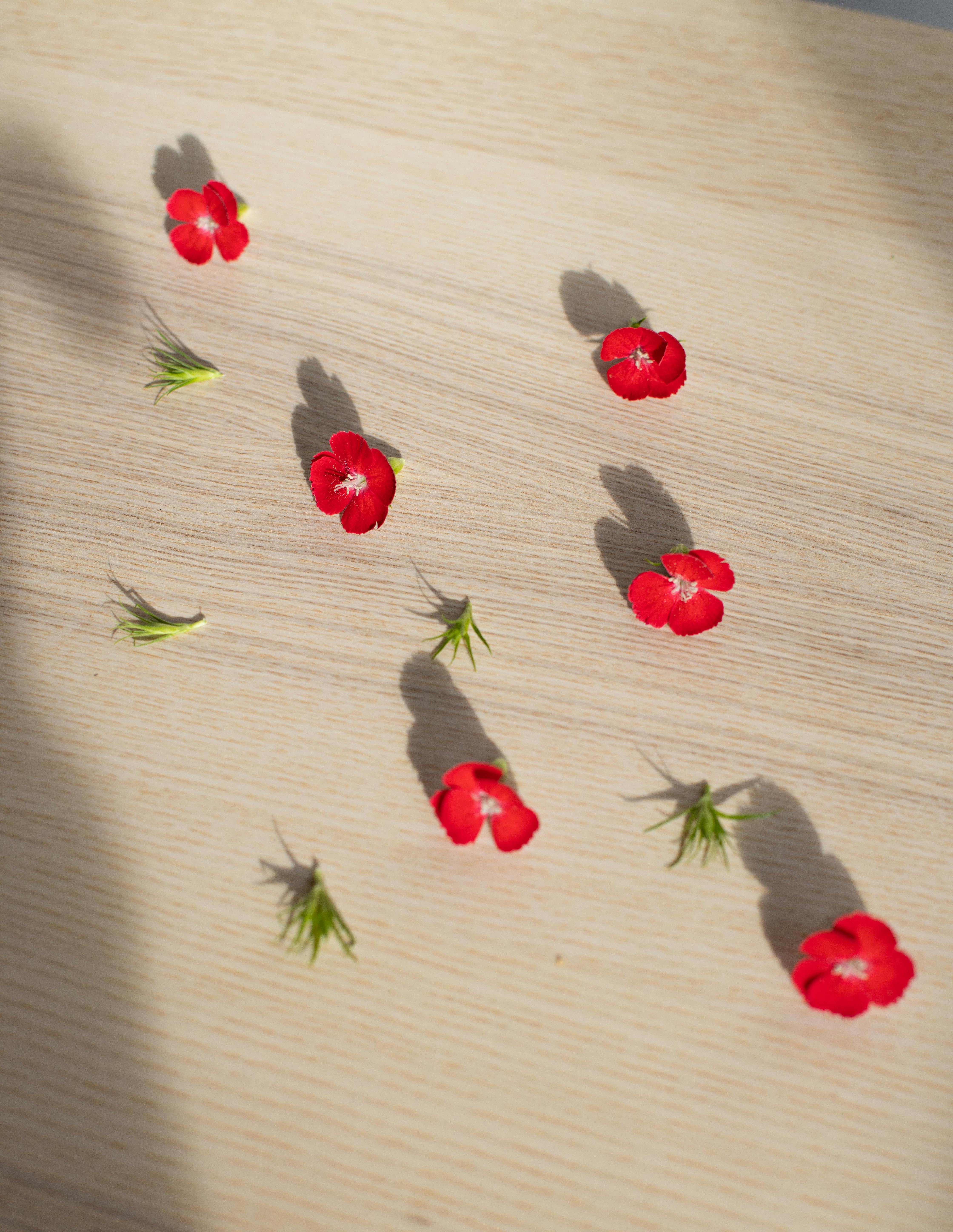Heap of leaves of exotic Monstera deliciosa plant · Free Stock Photo