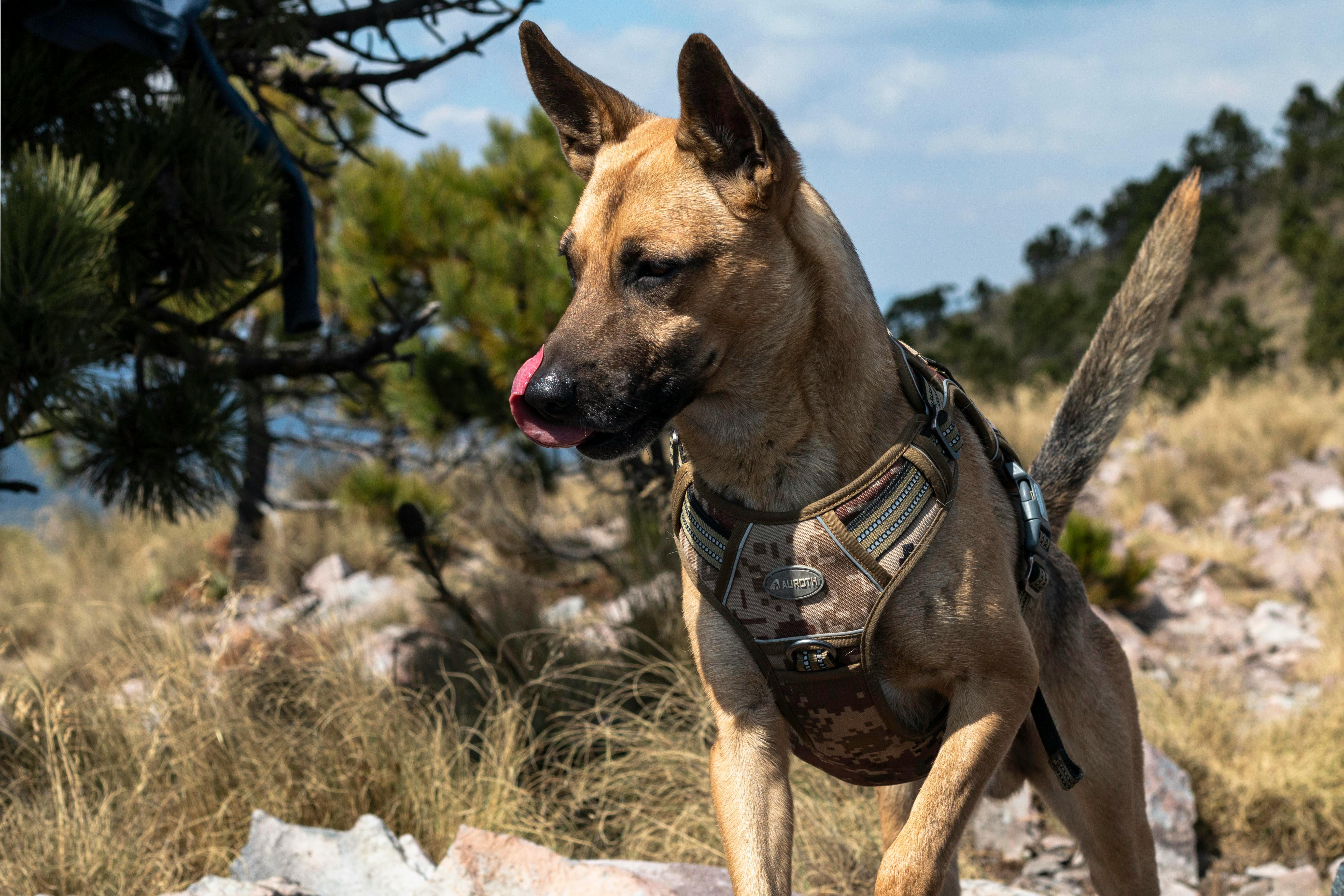 A Dog Standing on the Rock Formation with Green Grass · Free Stock Photo