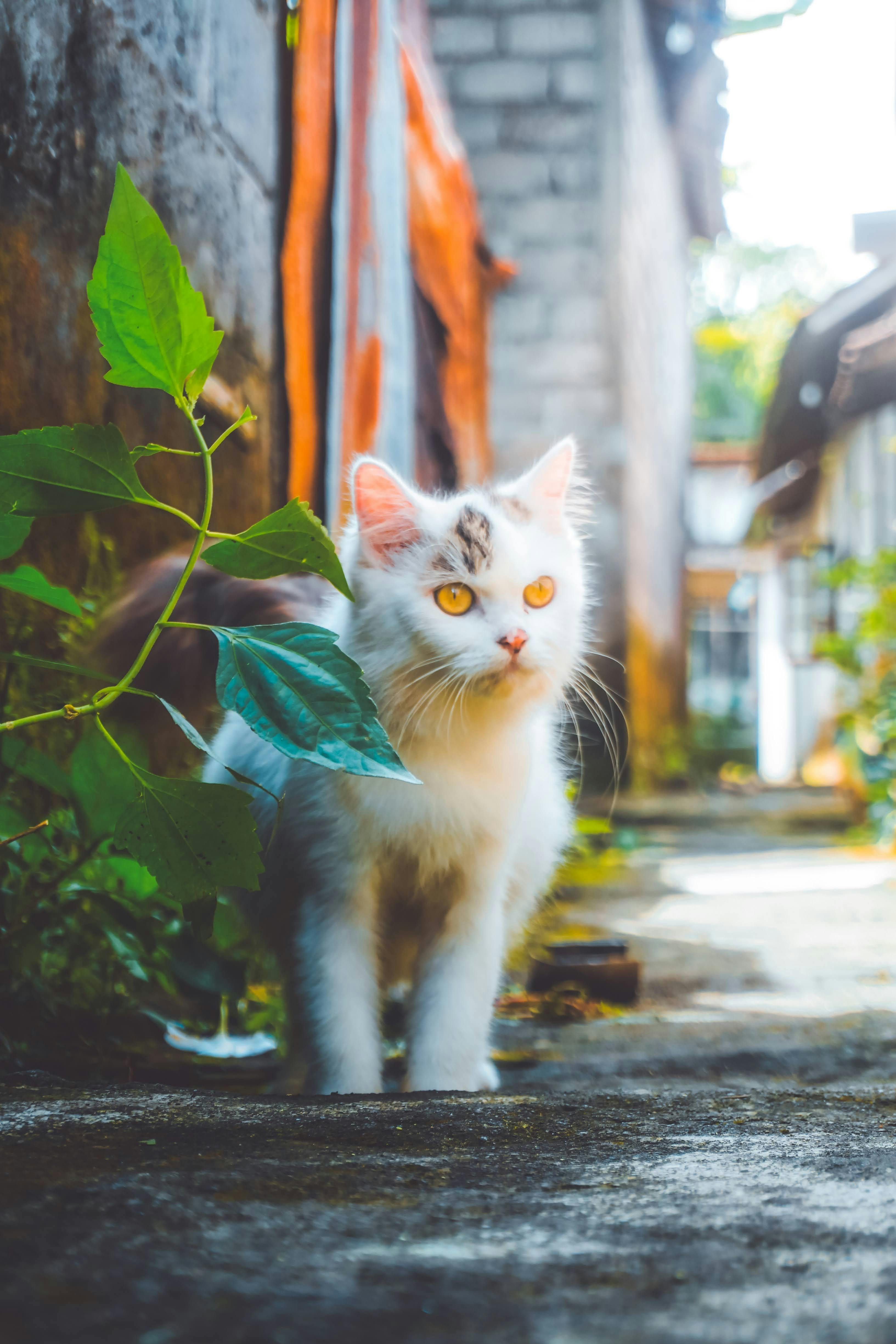 Pet Dog Looking Sideways · Free Stock Photo