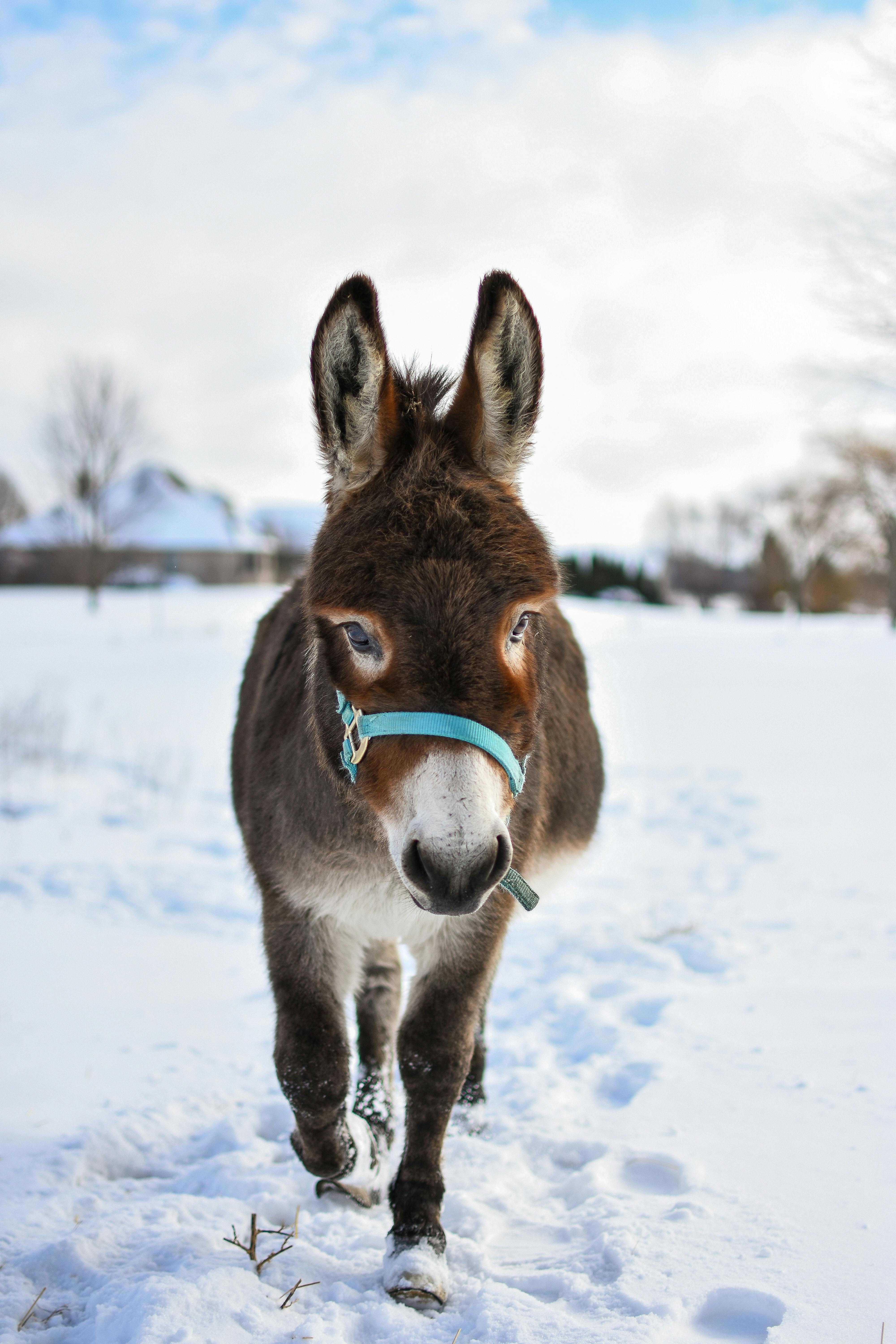 Donkey Walking on Snow · Free Stock Photo