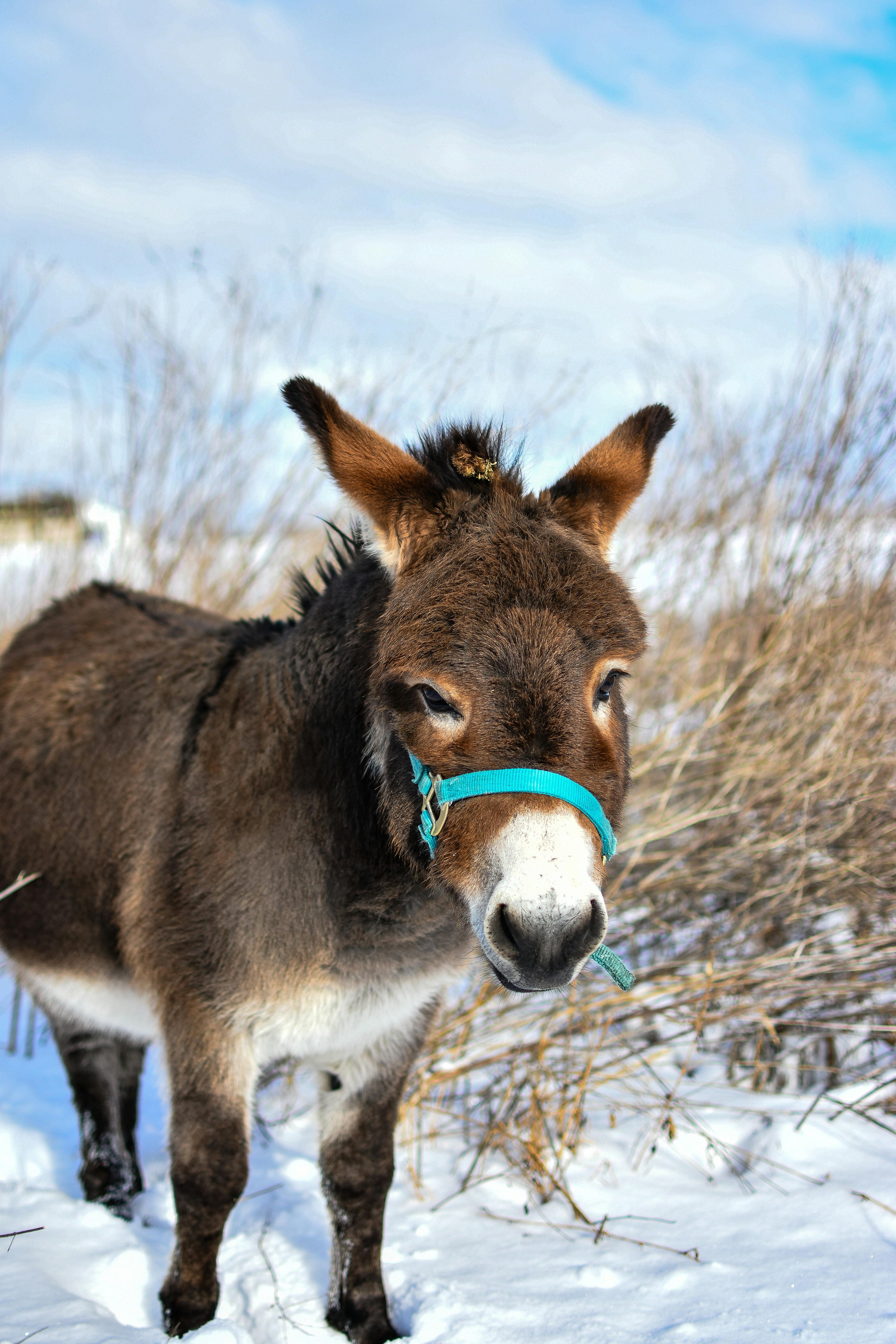 Close Up Photo of a Donkey · Free Stock Photo