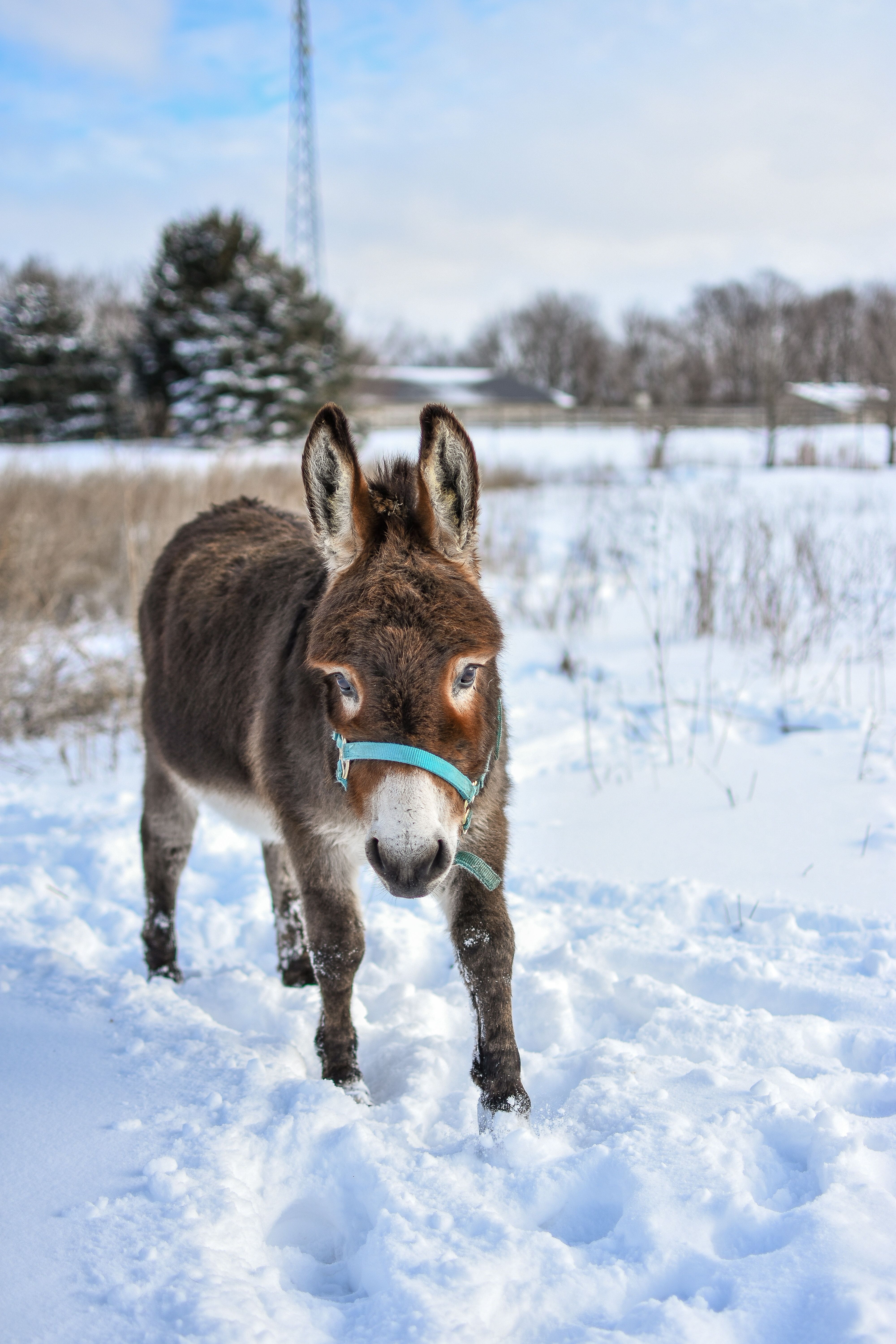 Donkey on Snow Covered Ground · Free Stock Photo