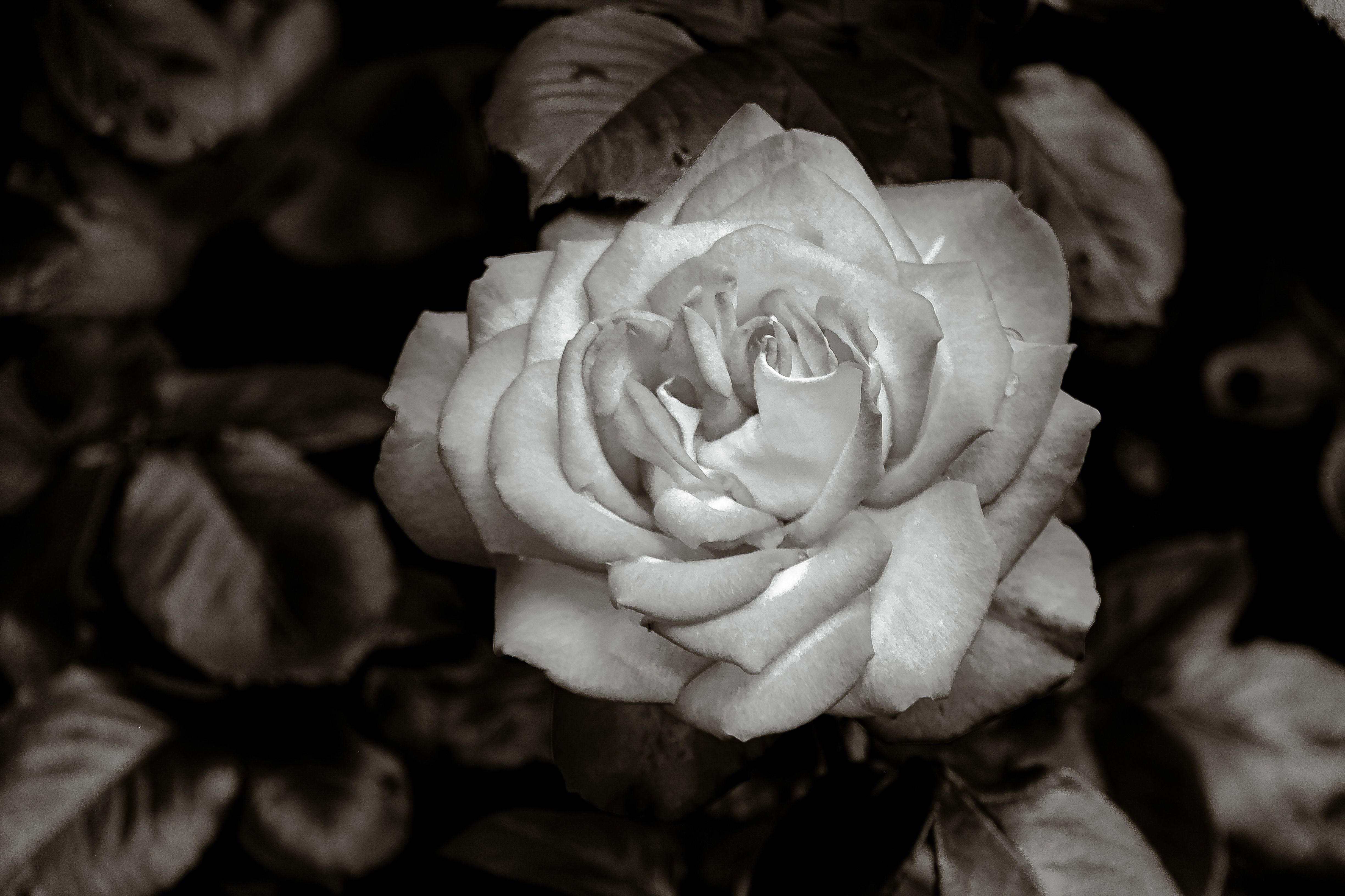 Grayscale Photo of Flowers · Free Stock Photo