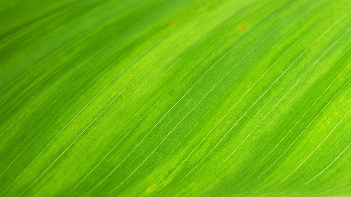 Leaf Texture Photos, Download The BEST Free Leaf Texture Stock Photos ...