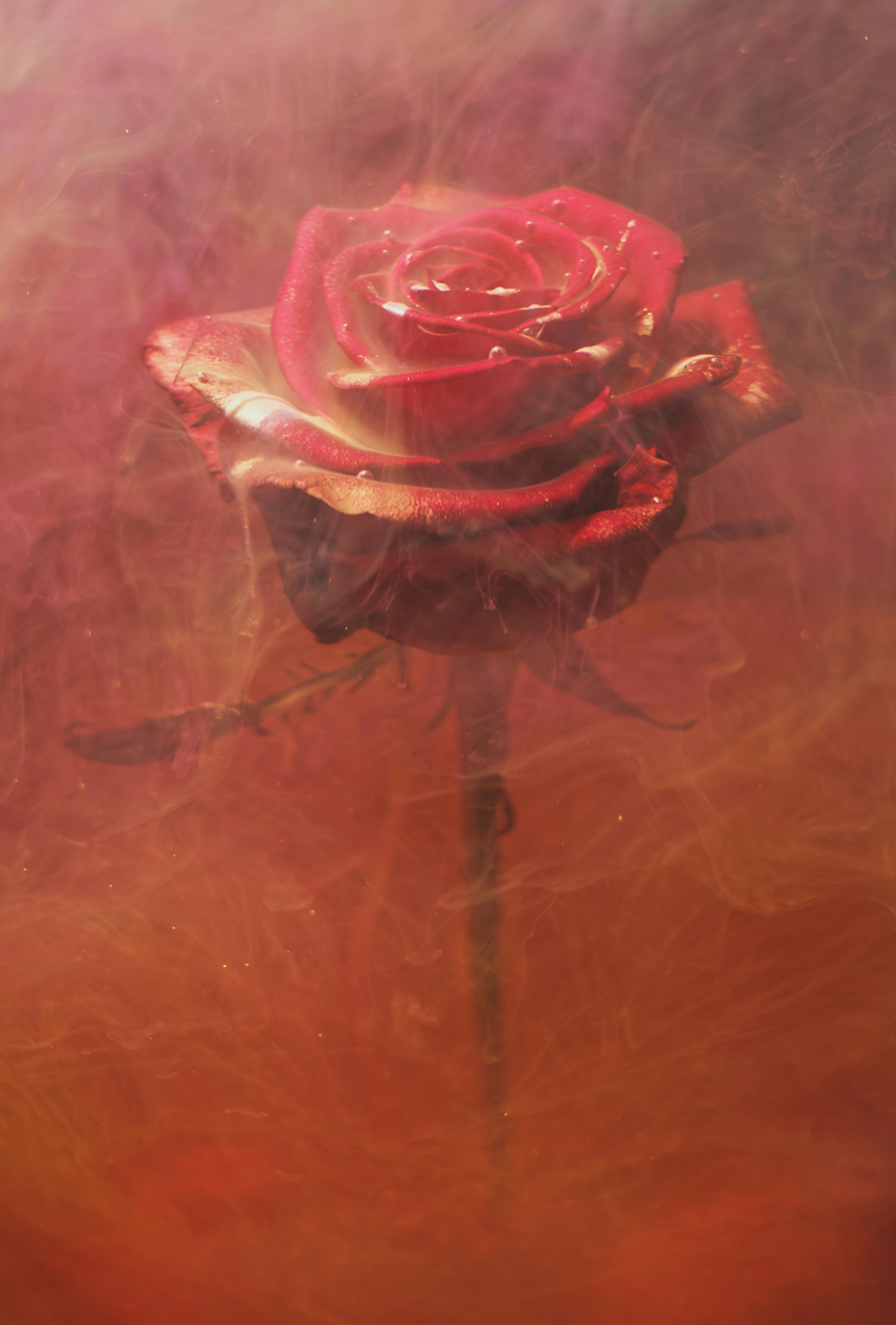 Red Rose With Water Droplets and Smoke · Free Stock Photo