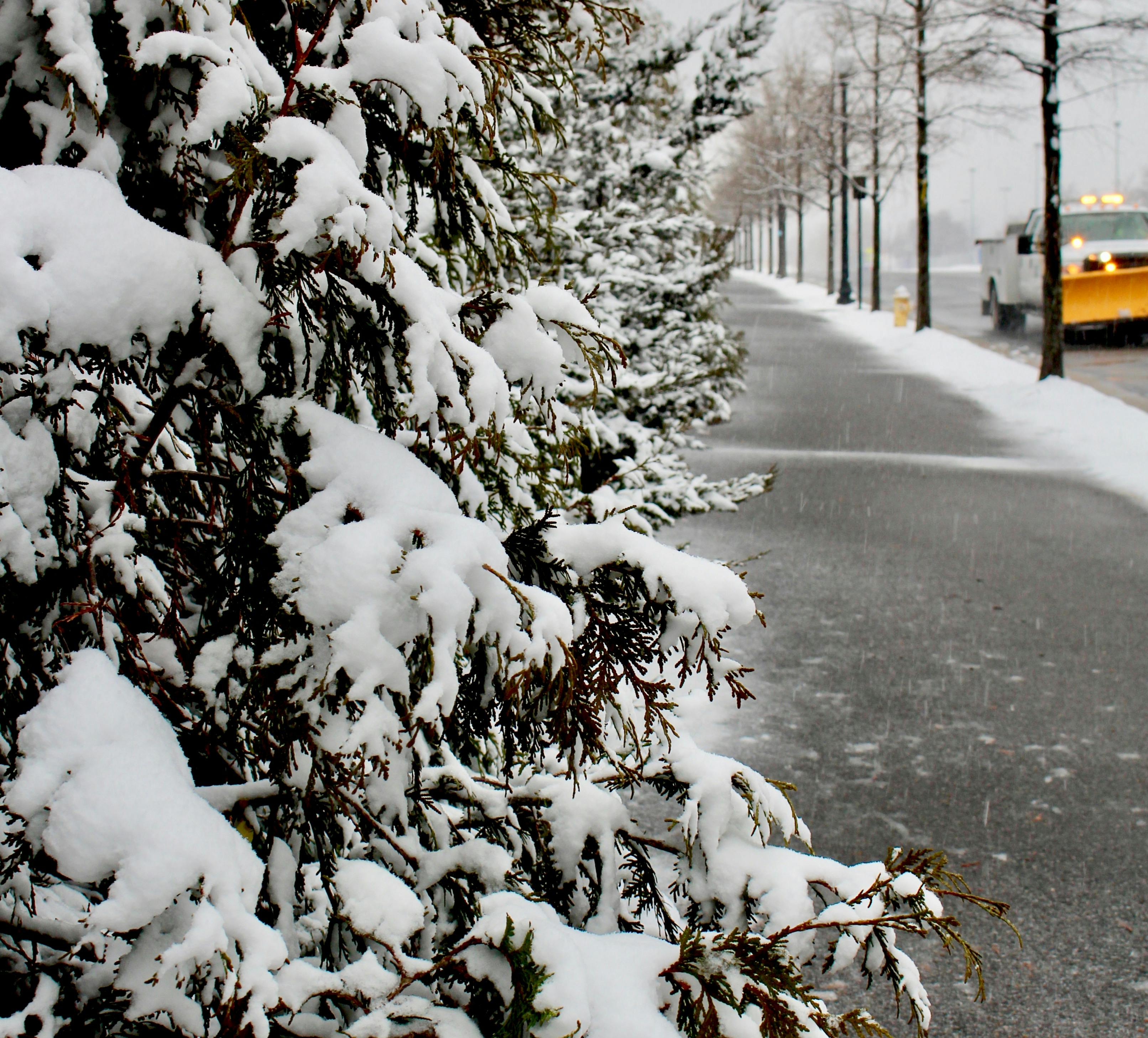 Evergreen Visibility Photos, Download The BEST Free Evergreen ...