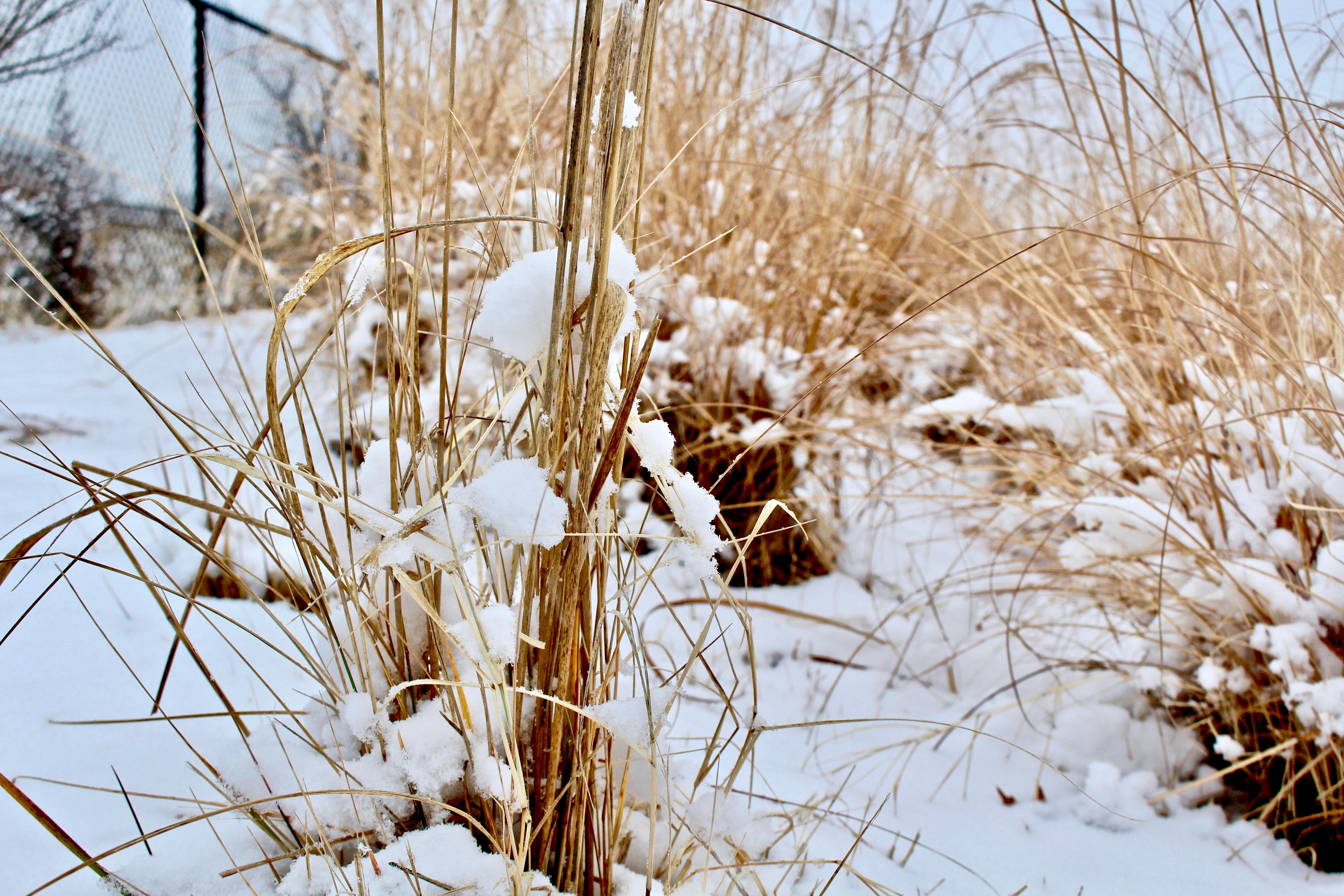 Pine Cone on Ground · Free Stock Photo