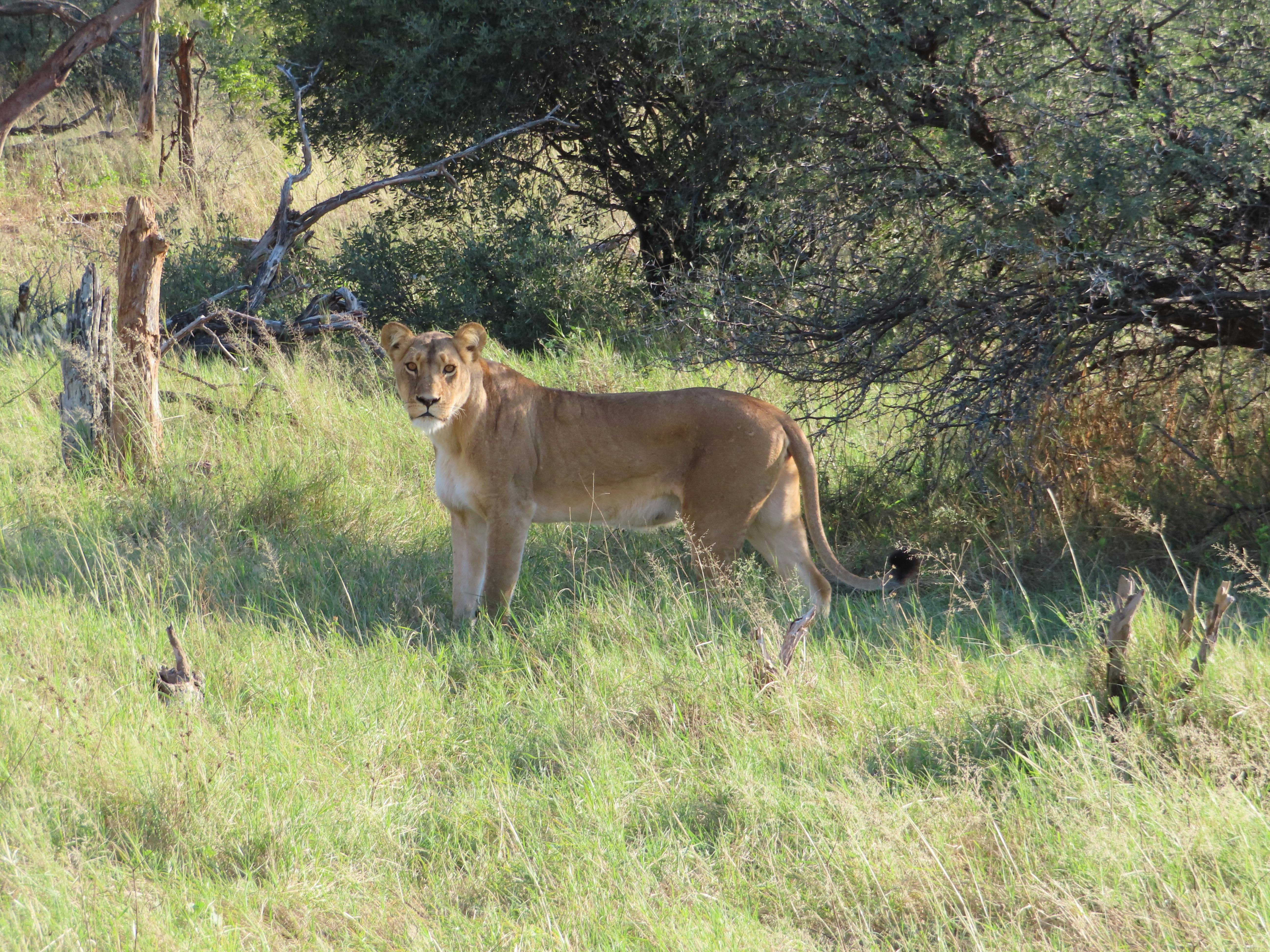 The Kingdom Of Great Zimbabwe Photos, Download The BEST Free The ...