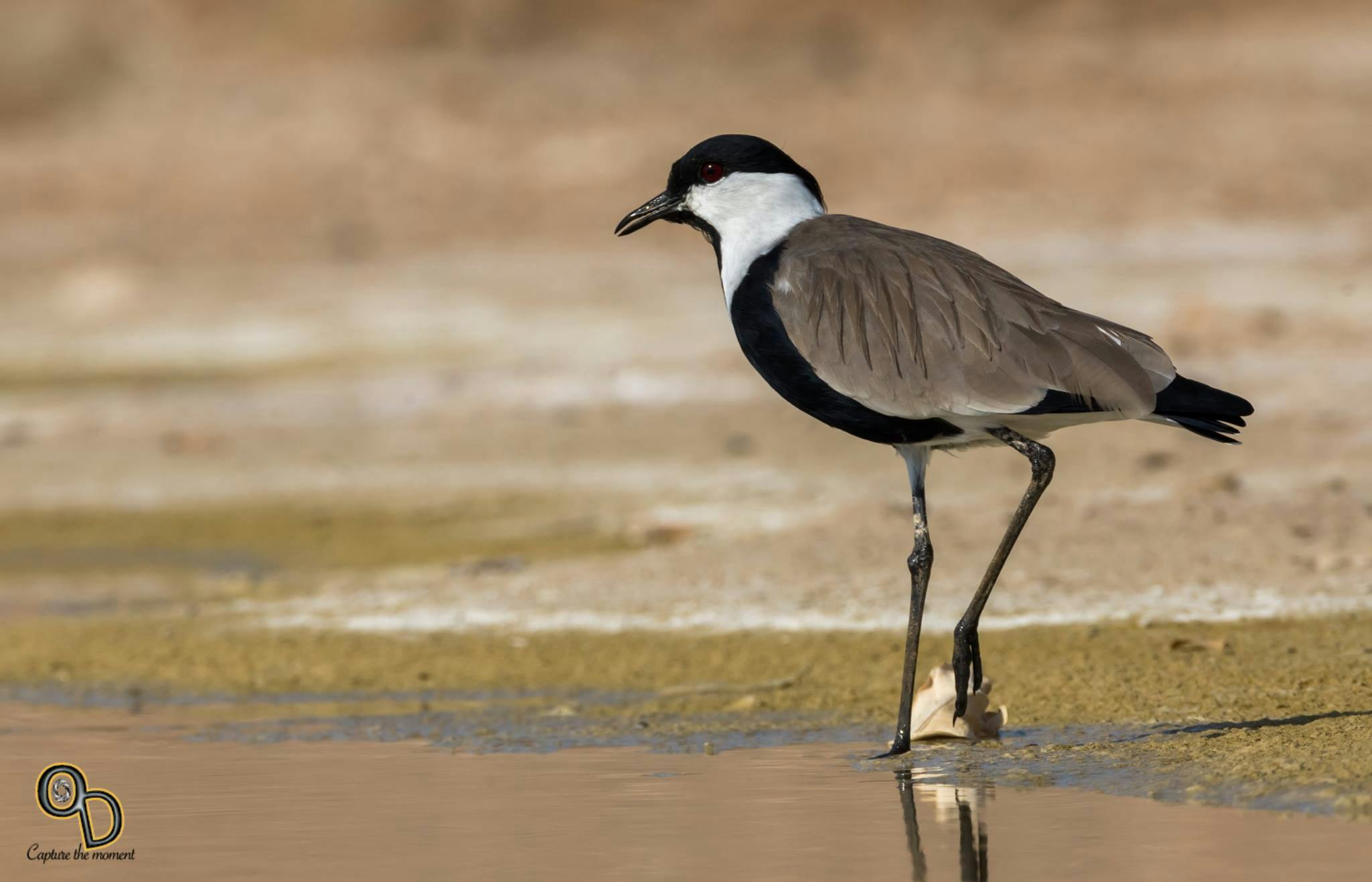 ofer dahan - Photography