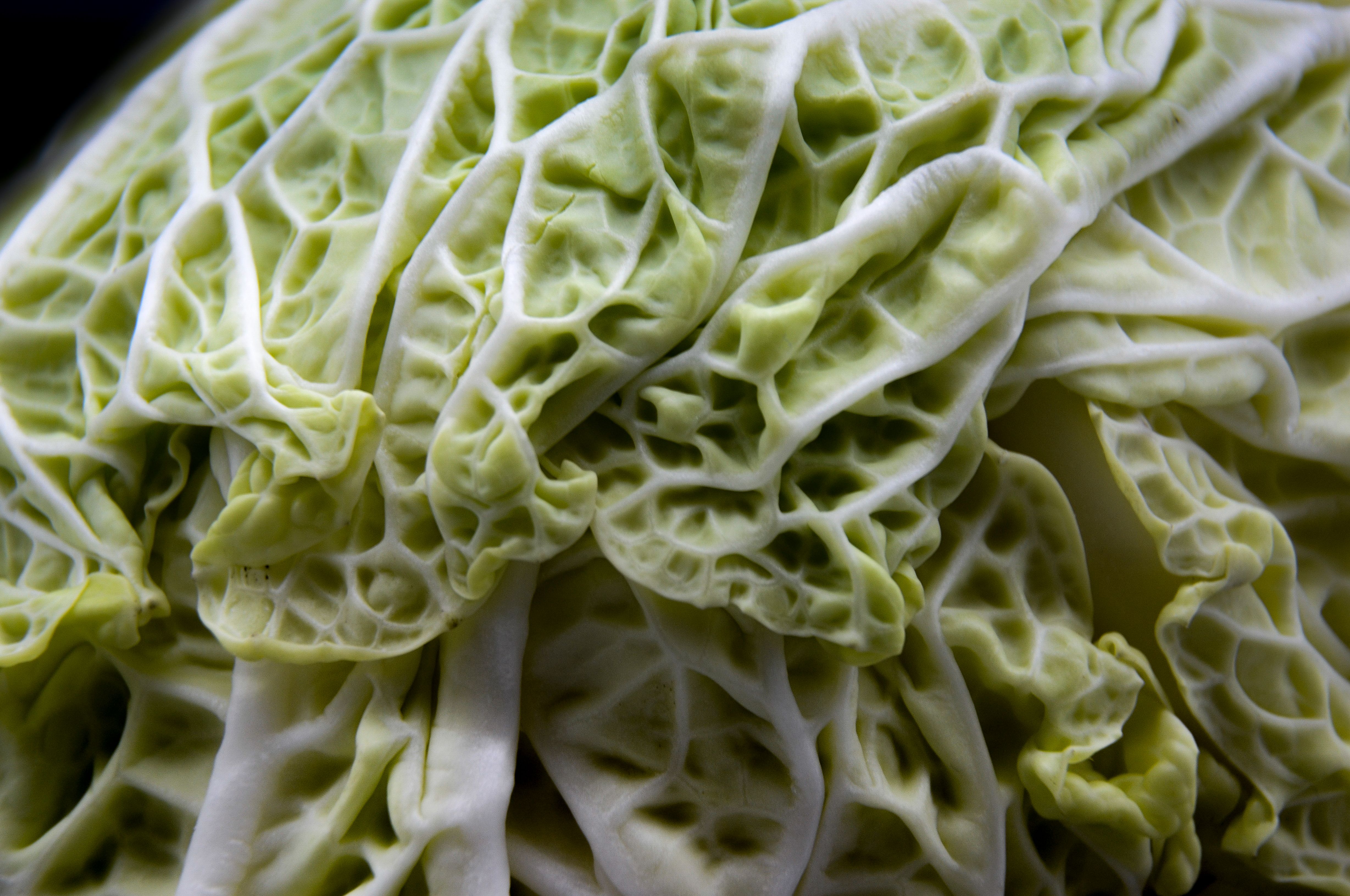 A Macro Shot of a Cabbage · Free Stock Photo