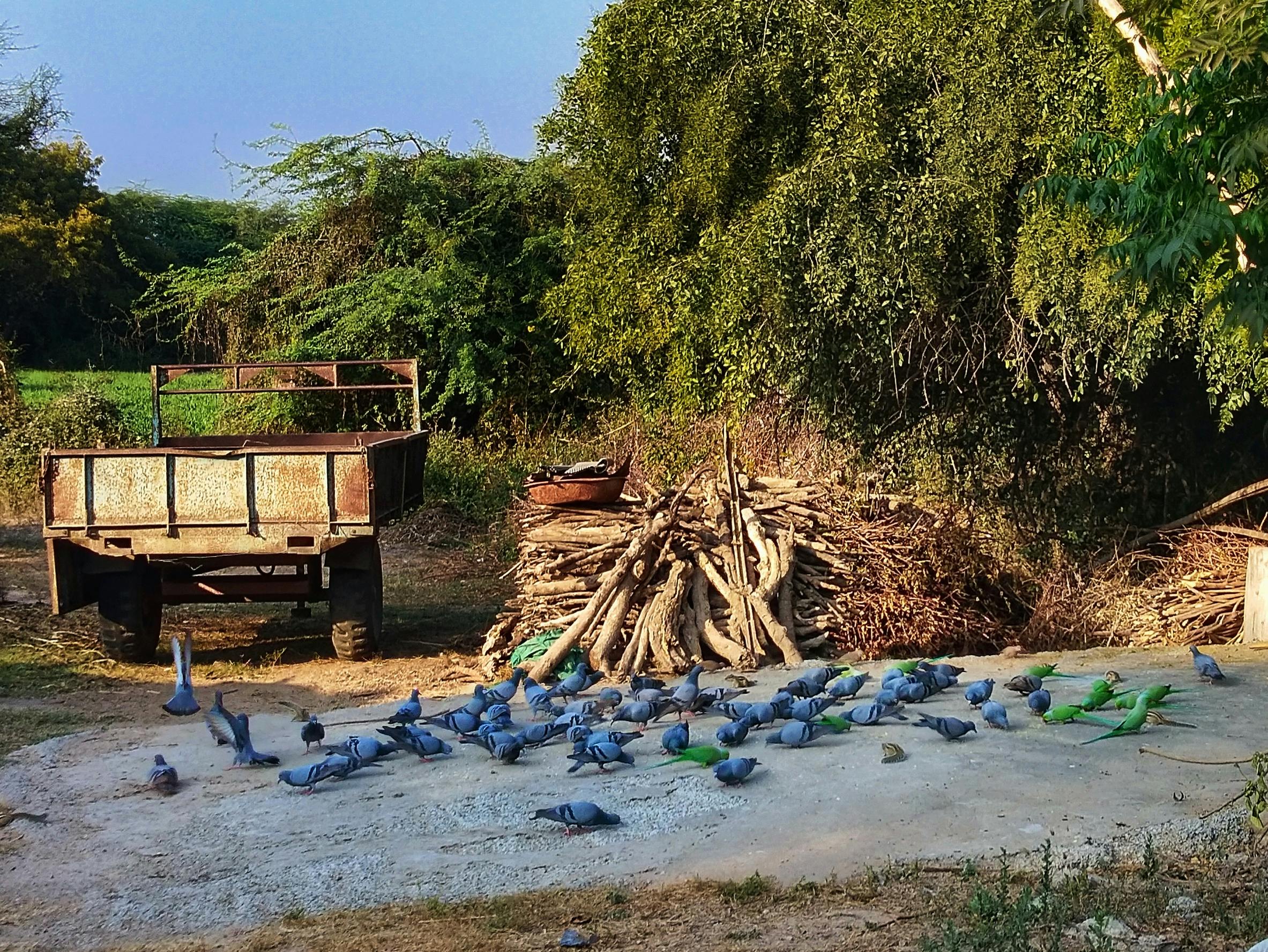 21 fotos y vídeos de Bird photography guardados por Ankit Patel