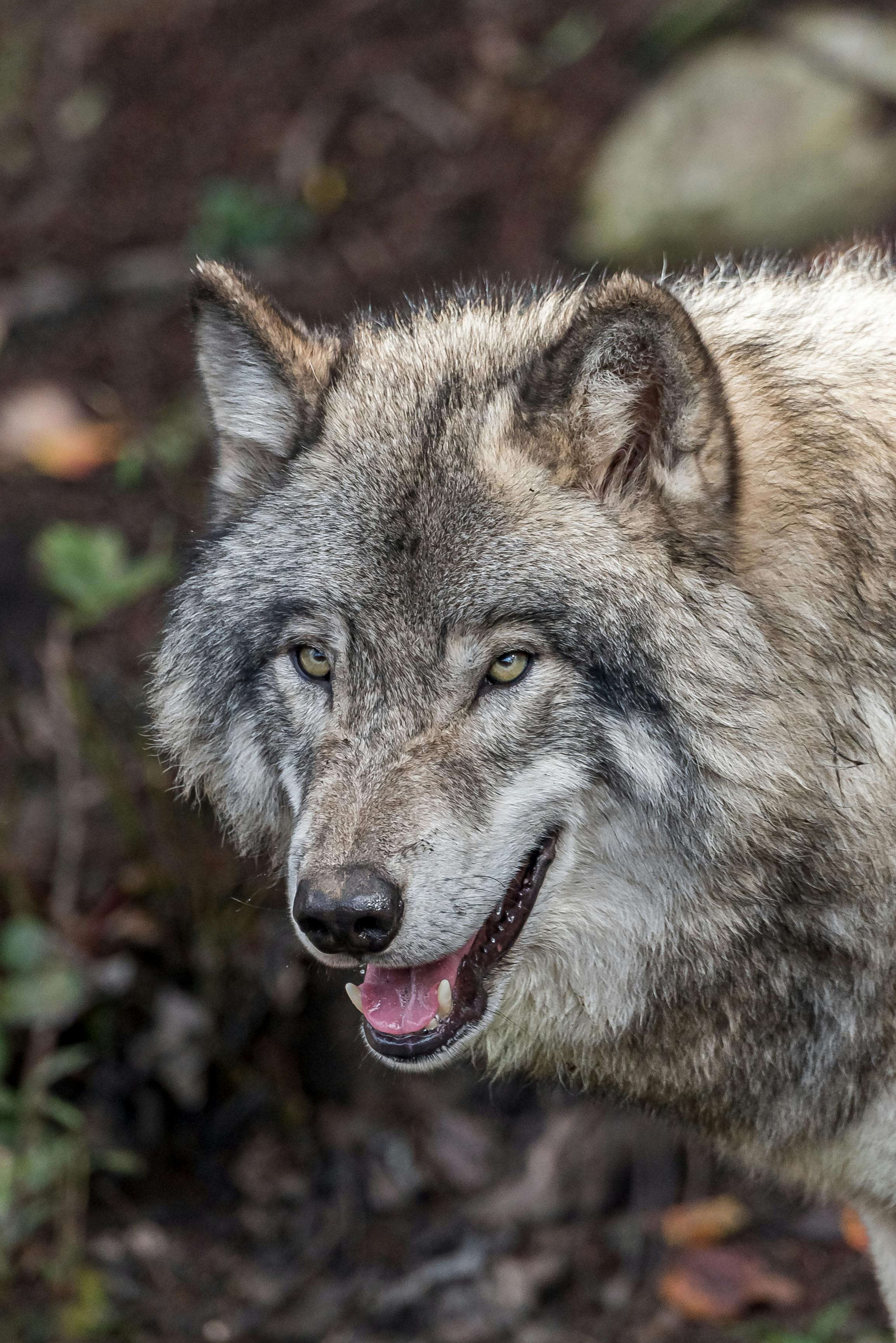 Wolf Close Up Photos, Download The BEST Free Wolf Close Up Stock Photos ...