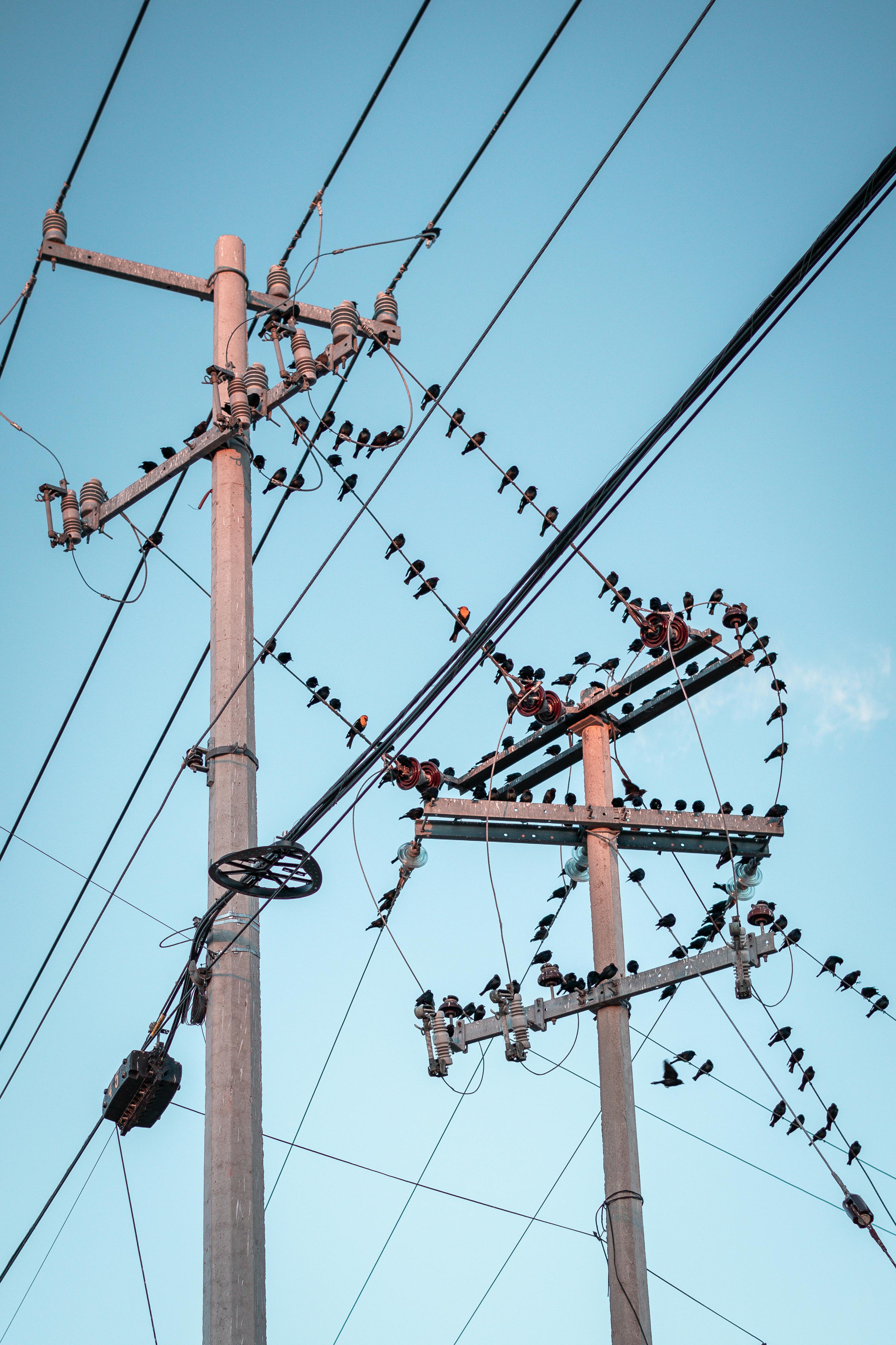 Birds Sitting on Electricity Lines and Utility Poles · Free Stock Photo
