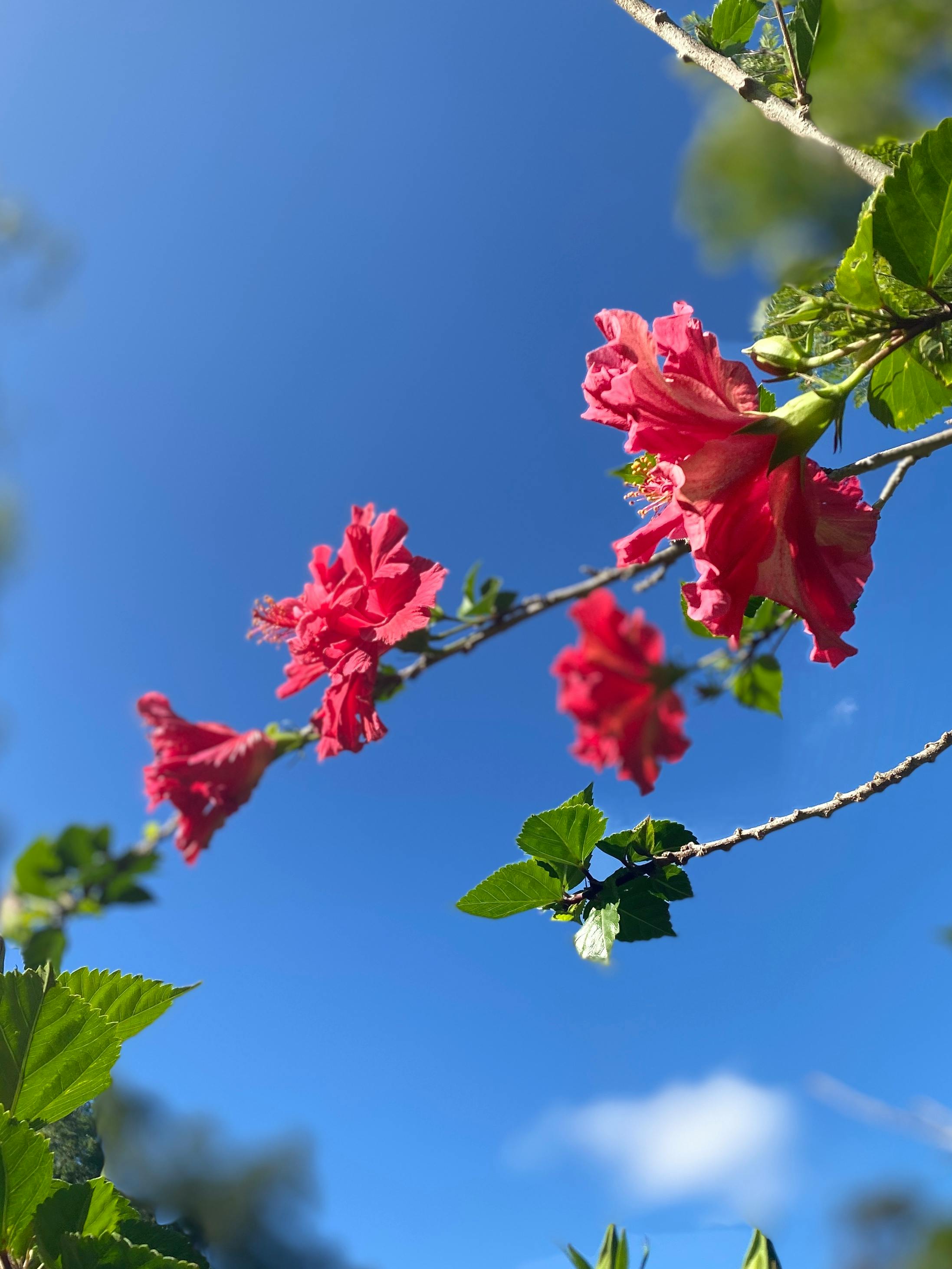 flowers 4个图片和视频，由Veronica Onyango收藏