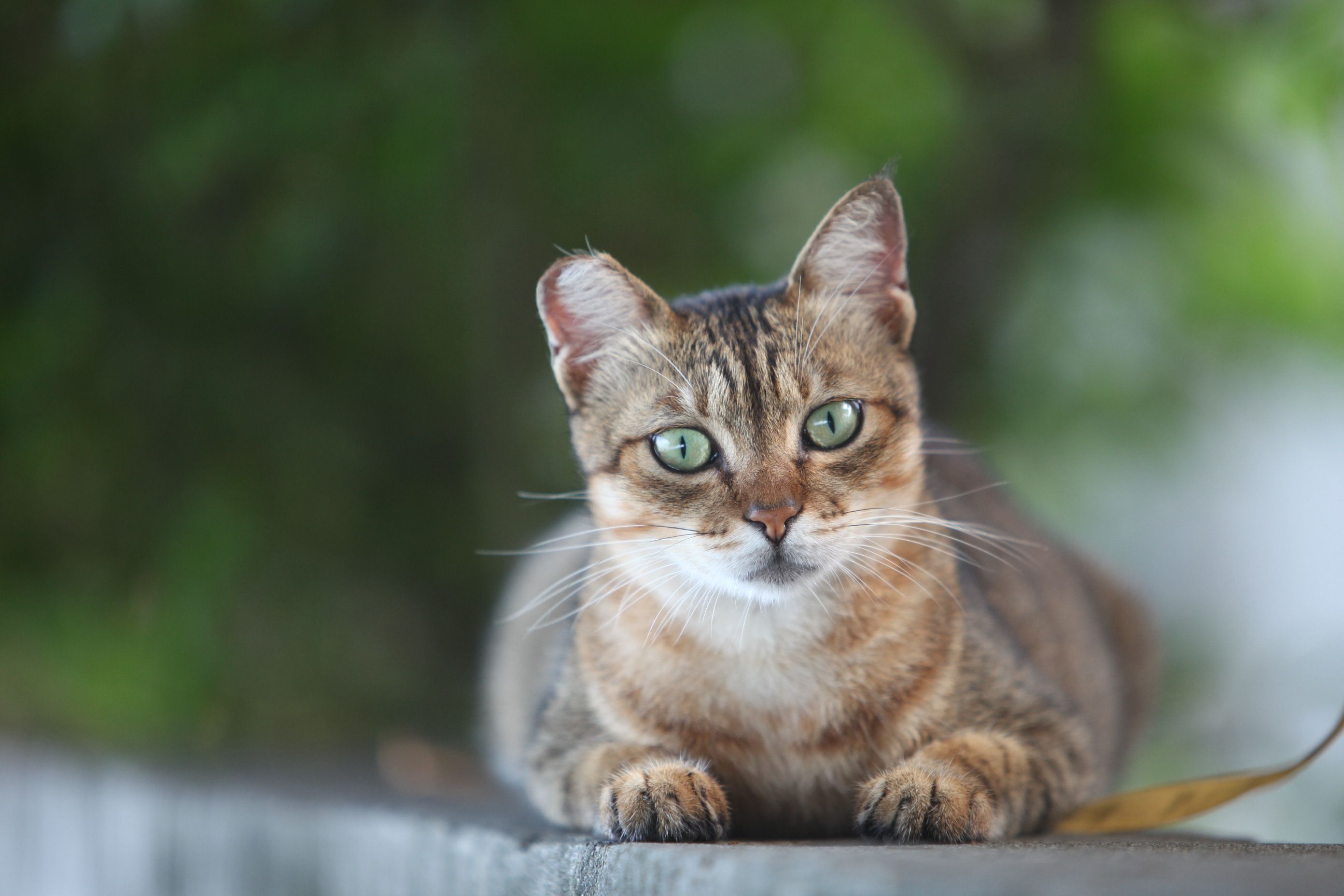 White Kitten Portrait · Free Stock Photo