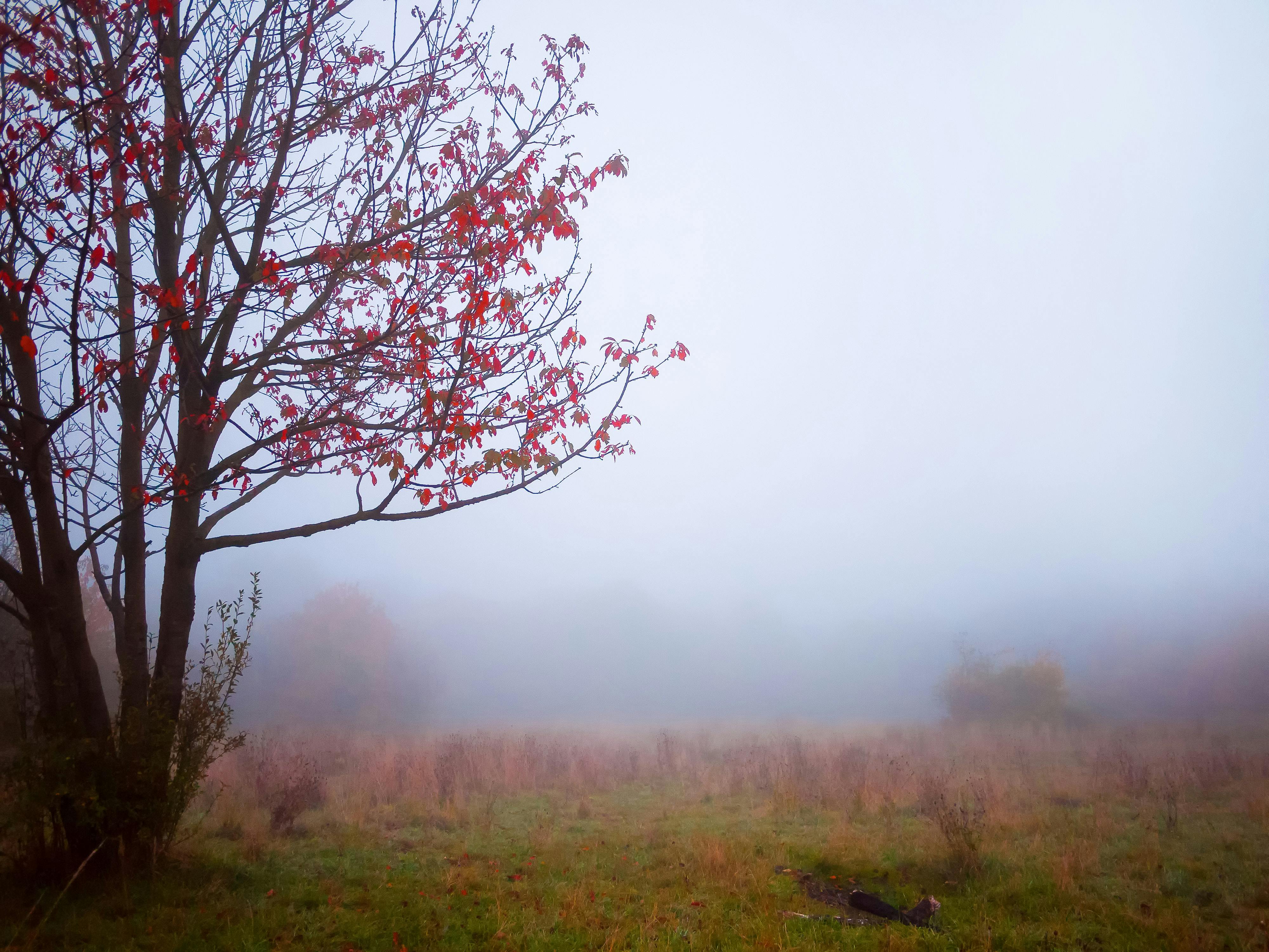 Free stock photo of colors of autumn, fall colors, field