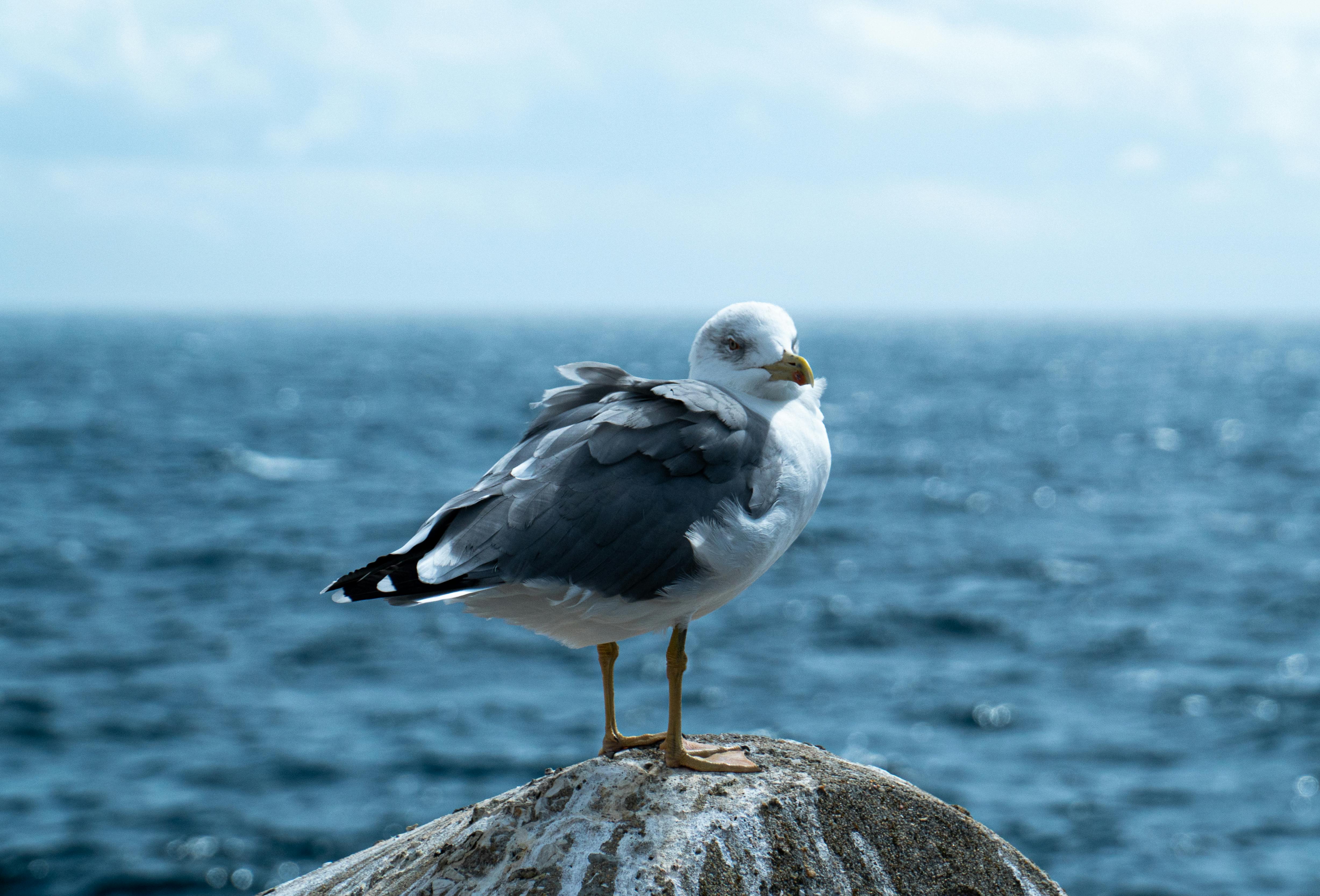White Yellow and Gray Long Beak Bird Under Blue Sky · Free Stock Photo