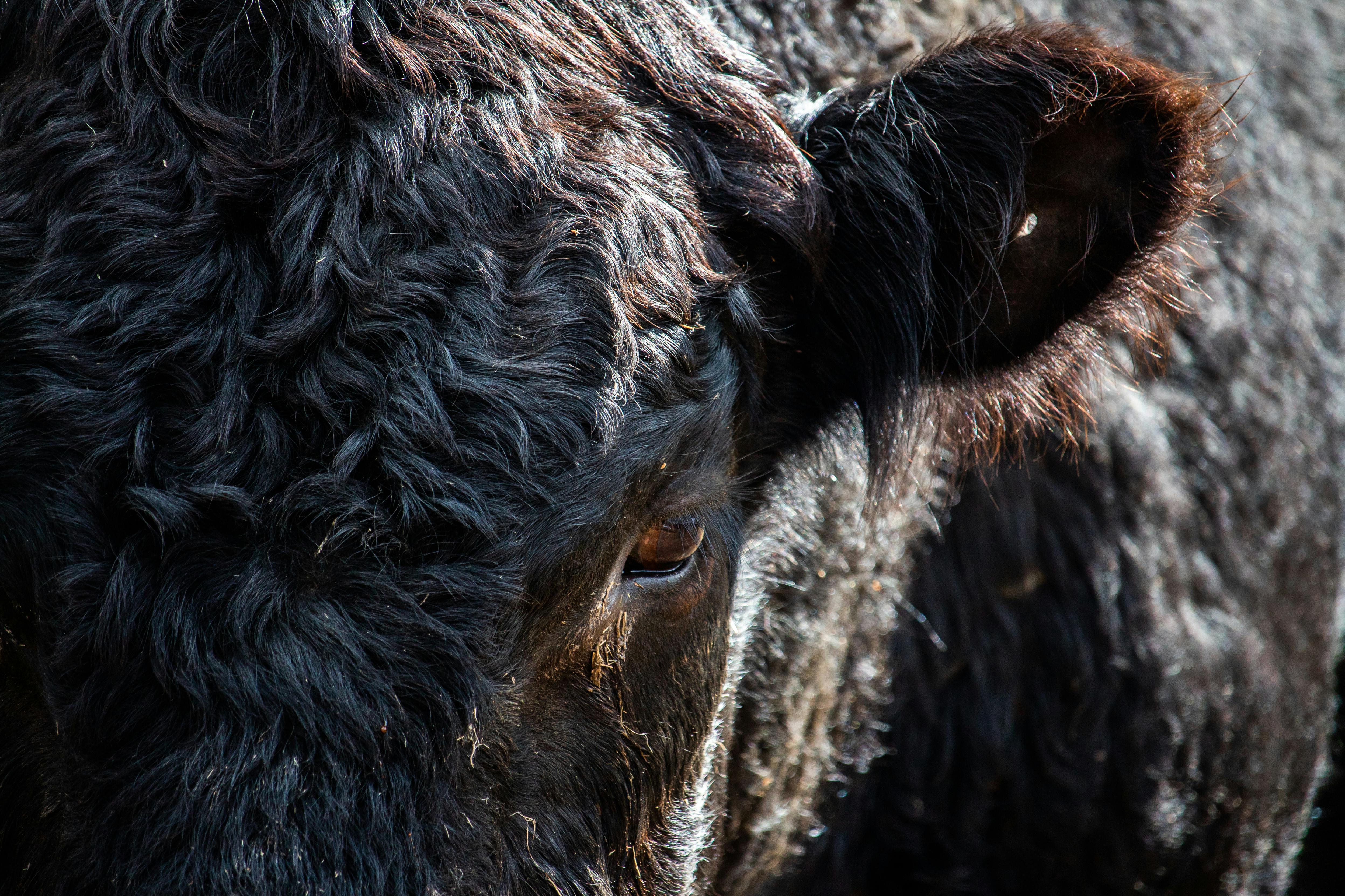 Angus Cattle Photos, Download The BEST Free Angus Cattle Stock Photos ...