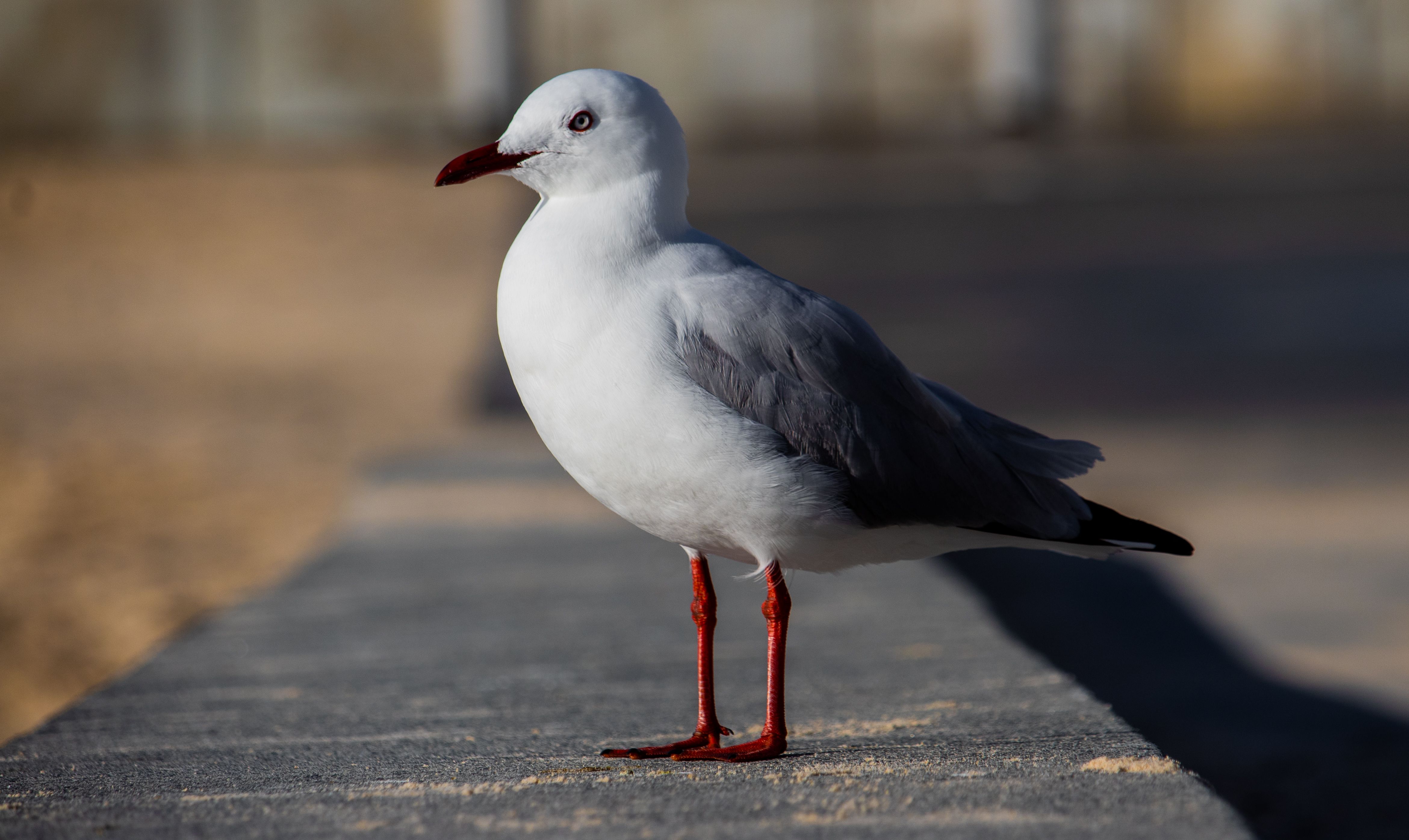 Ring-billed Gull Standing on Rock Grayscale Photography · Free Stock Photo