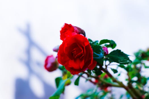 Red Rose · Free Stock Photo