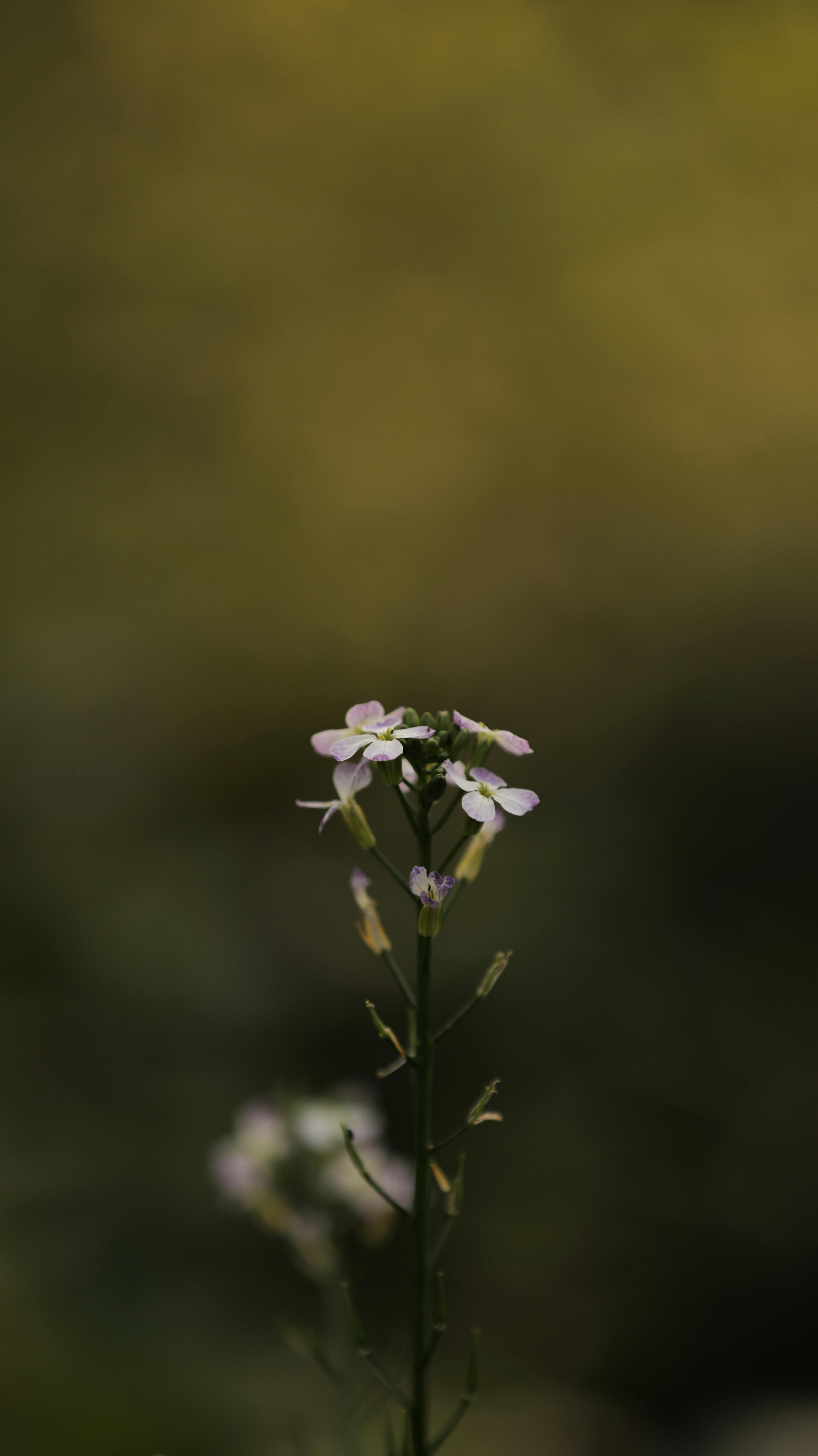 Faded flowers on sprigs in autumn garden · Free Stock Photo