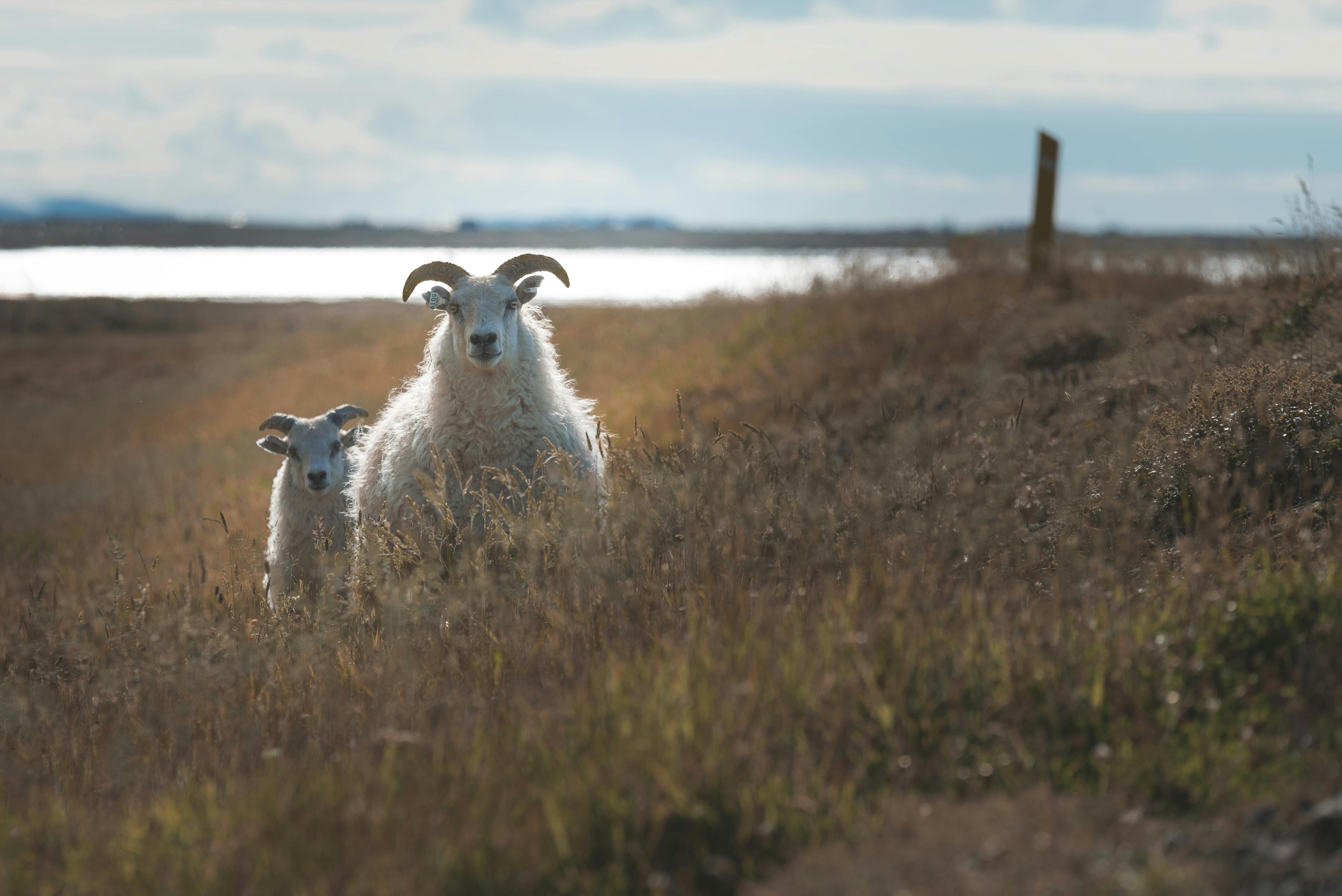 Five Ram Goats Beside Green Trees · Free Stock Photo