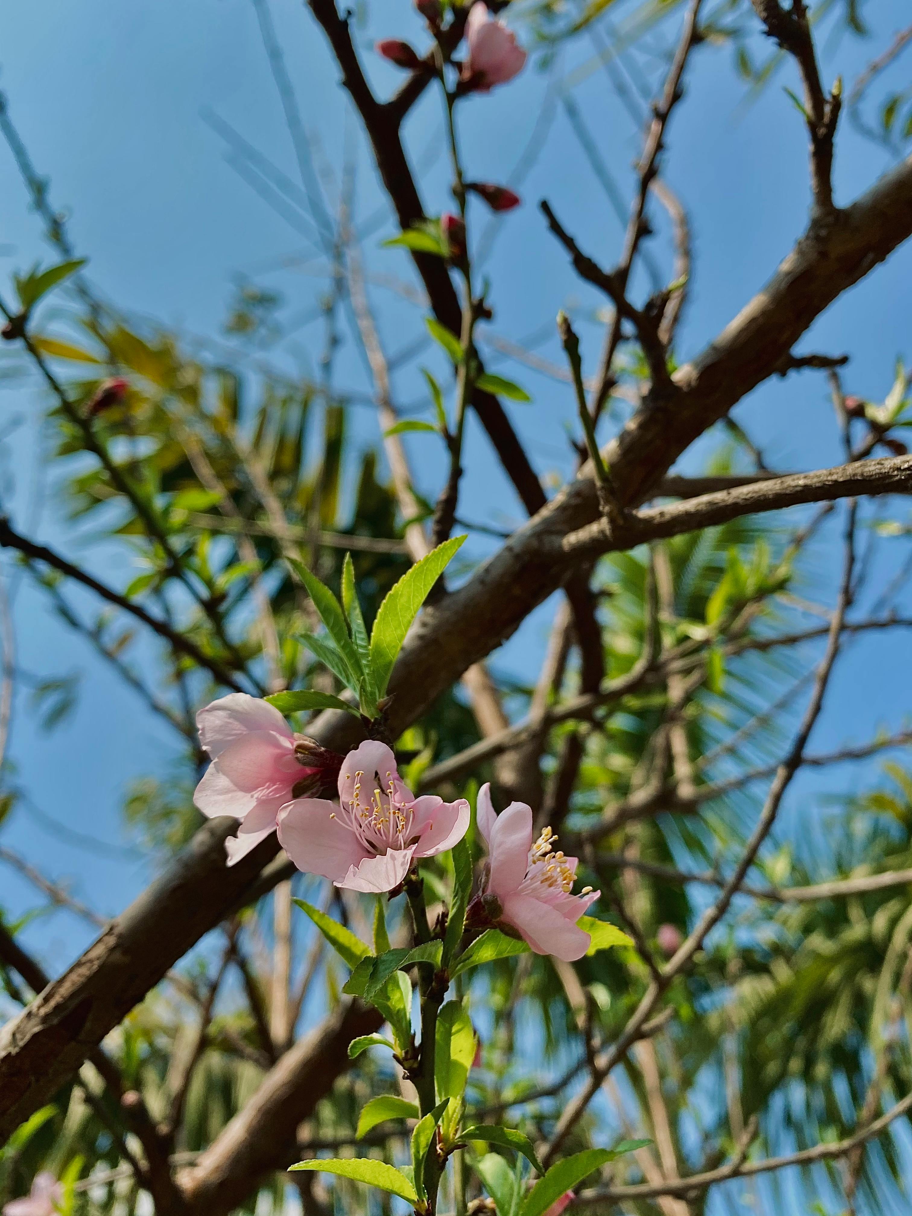 Pink Flowers on a Tree Branch · Free Stock Photo