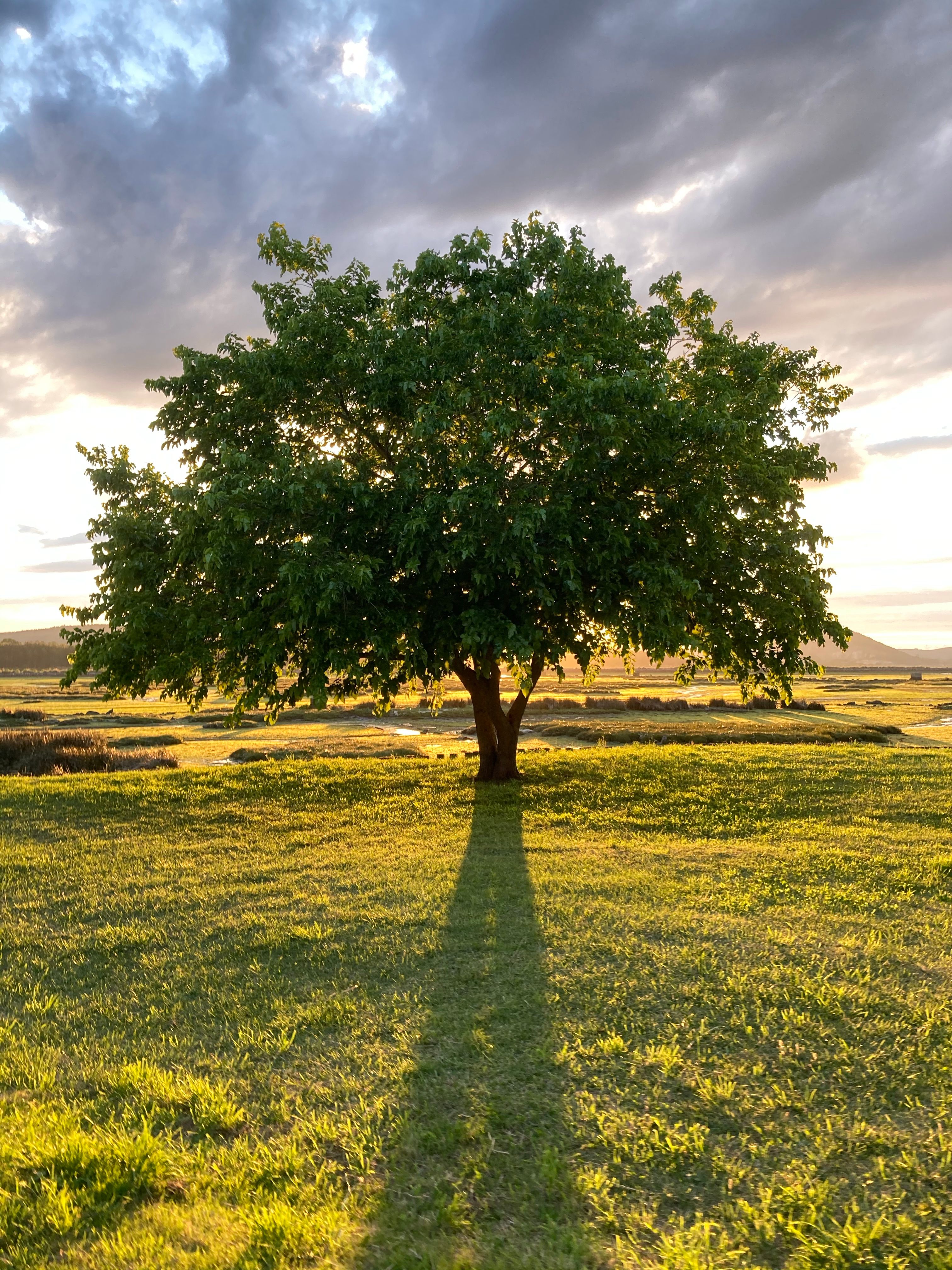A Green Tree on Green Grass Field Under the Cloudy Sky · Free Stock Photo