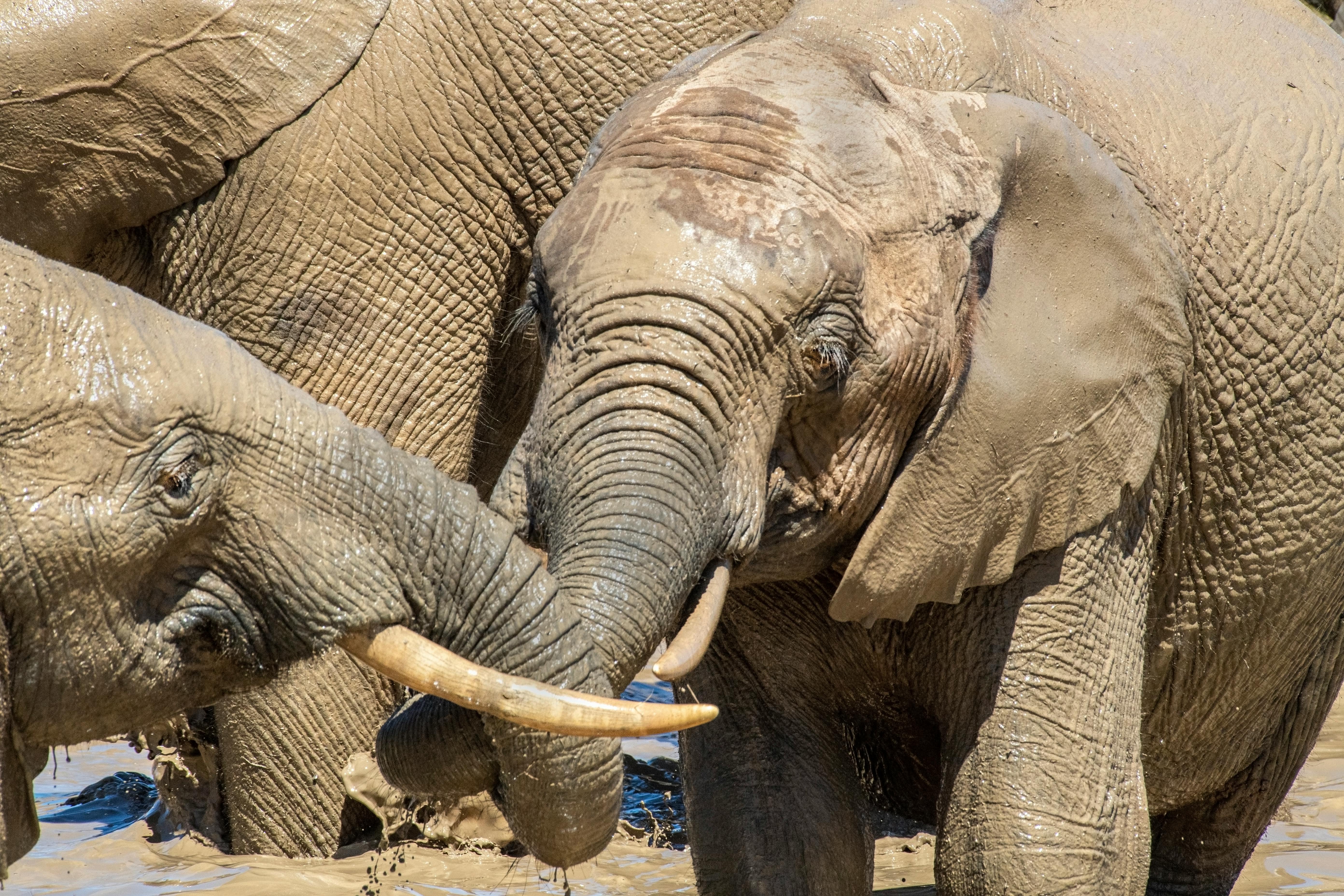 Elephants Images Photos, Download The BEST Free Elephants Images Stock ...