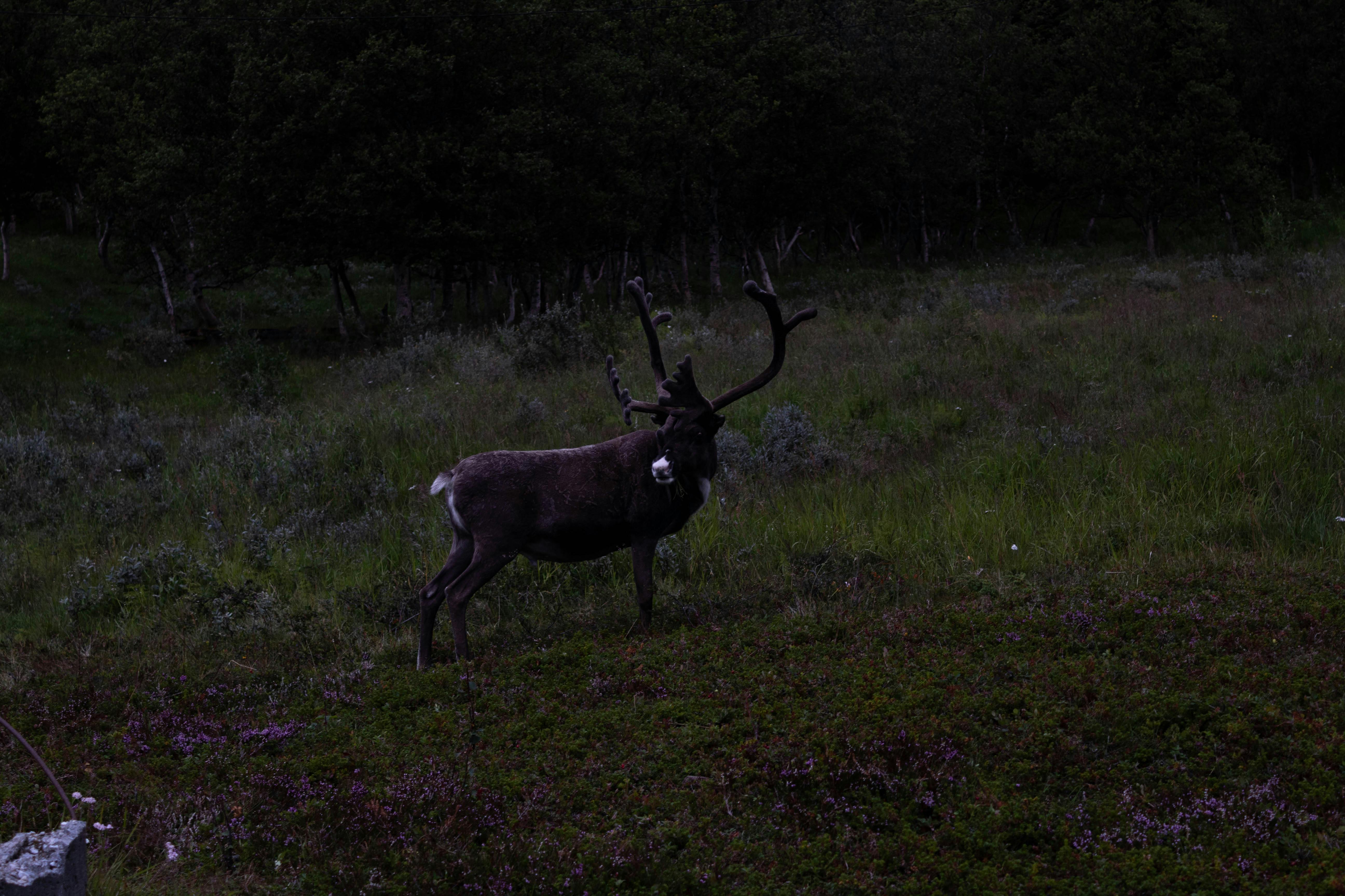 Animals 14 Photos & Videos Collected by Mats Sindre Fjellheim