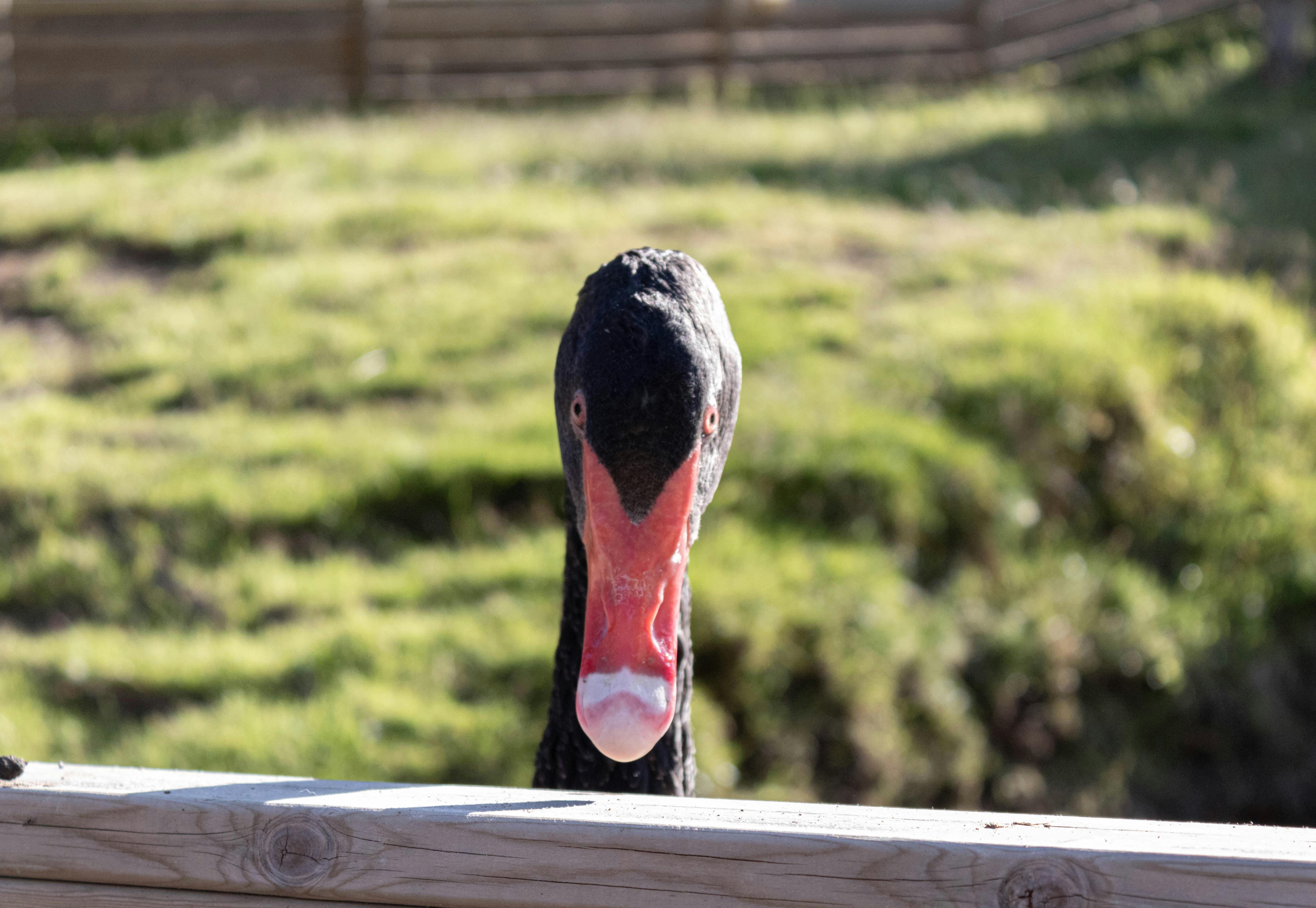 Animals 14 Photos & Videos Collected by Mats Sindre Fjellheim