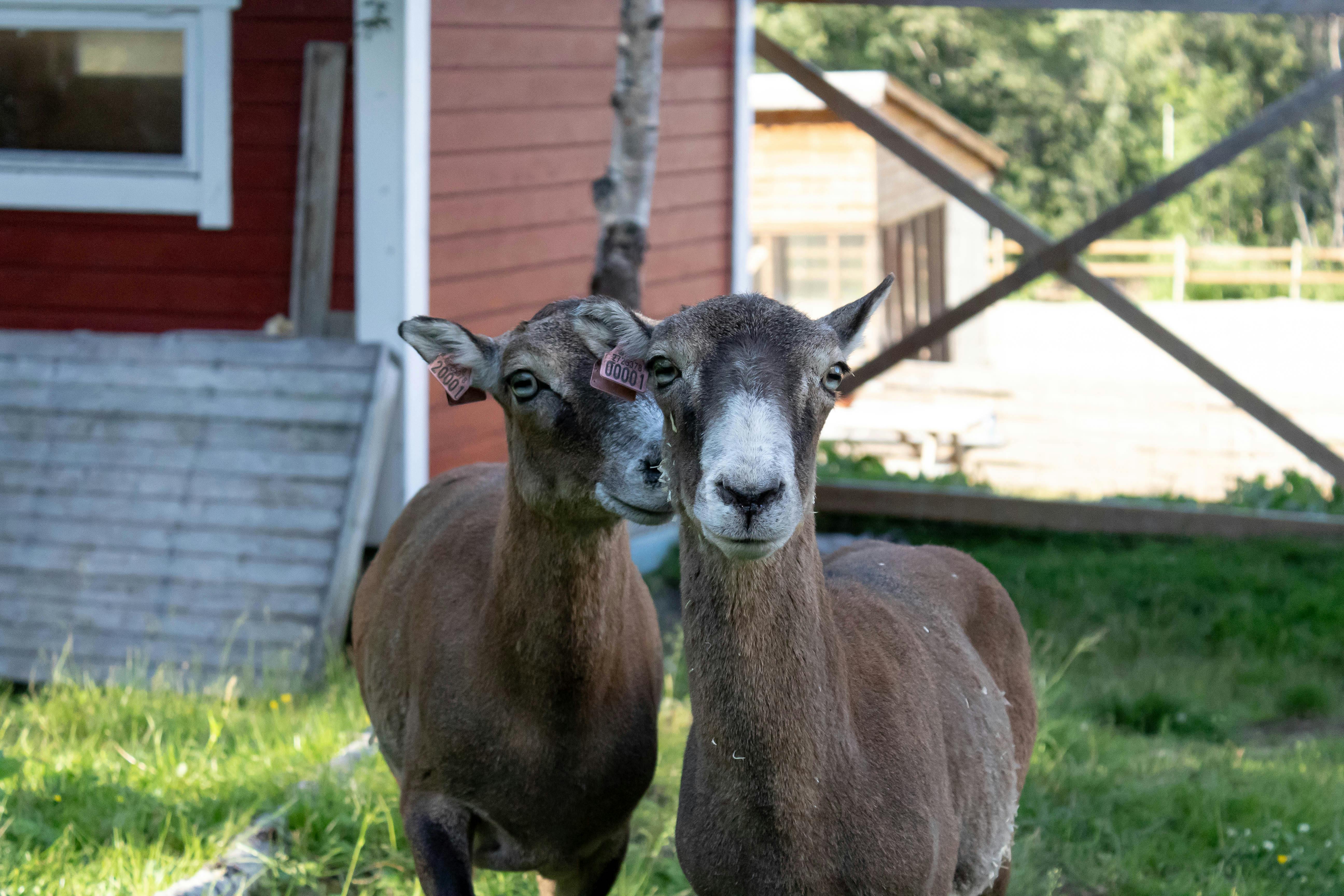 Animals 14 Photos & Videos Collected by Mats Sindre Fjellheim