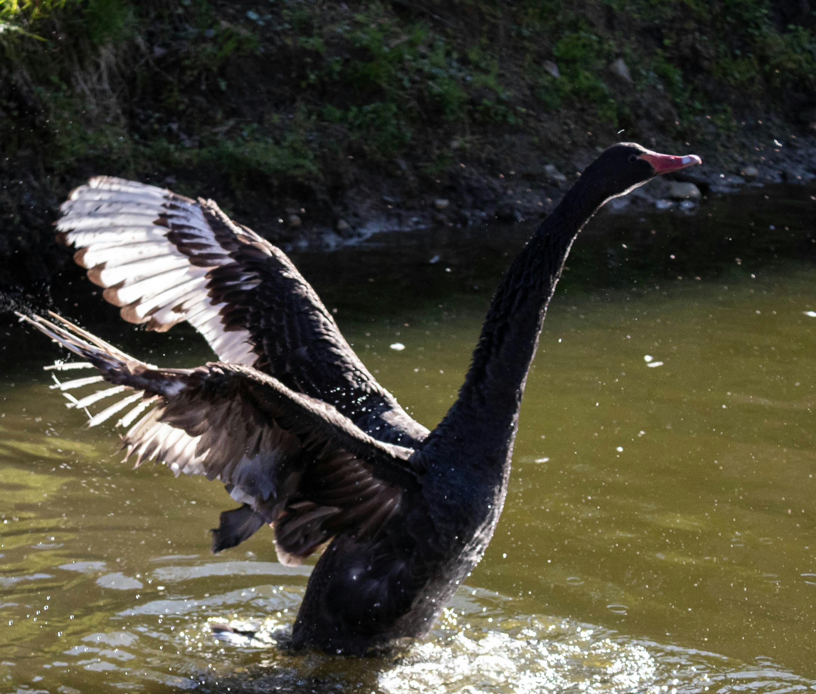 Animals 14 Photos & Videos Collected by Mats Sindre Fjellheim