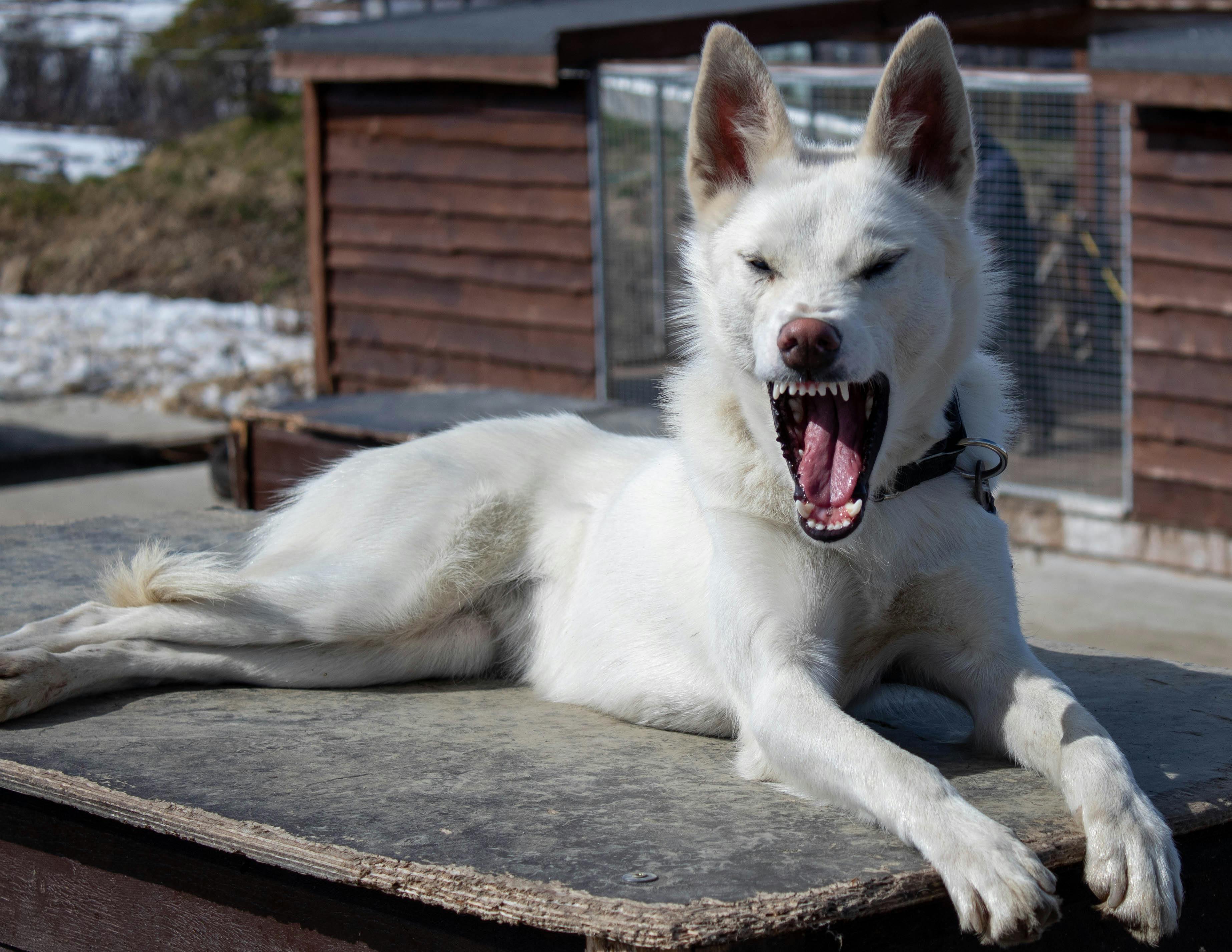 Animals 14 Photos & Videos Collected by Mats Sindre Fjellheim