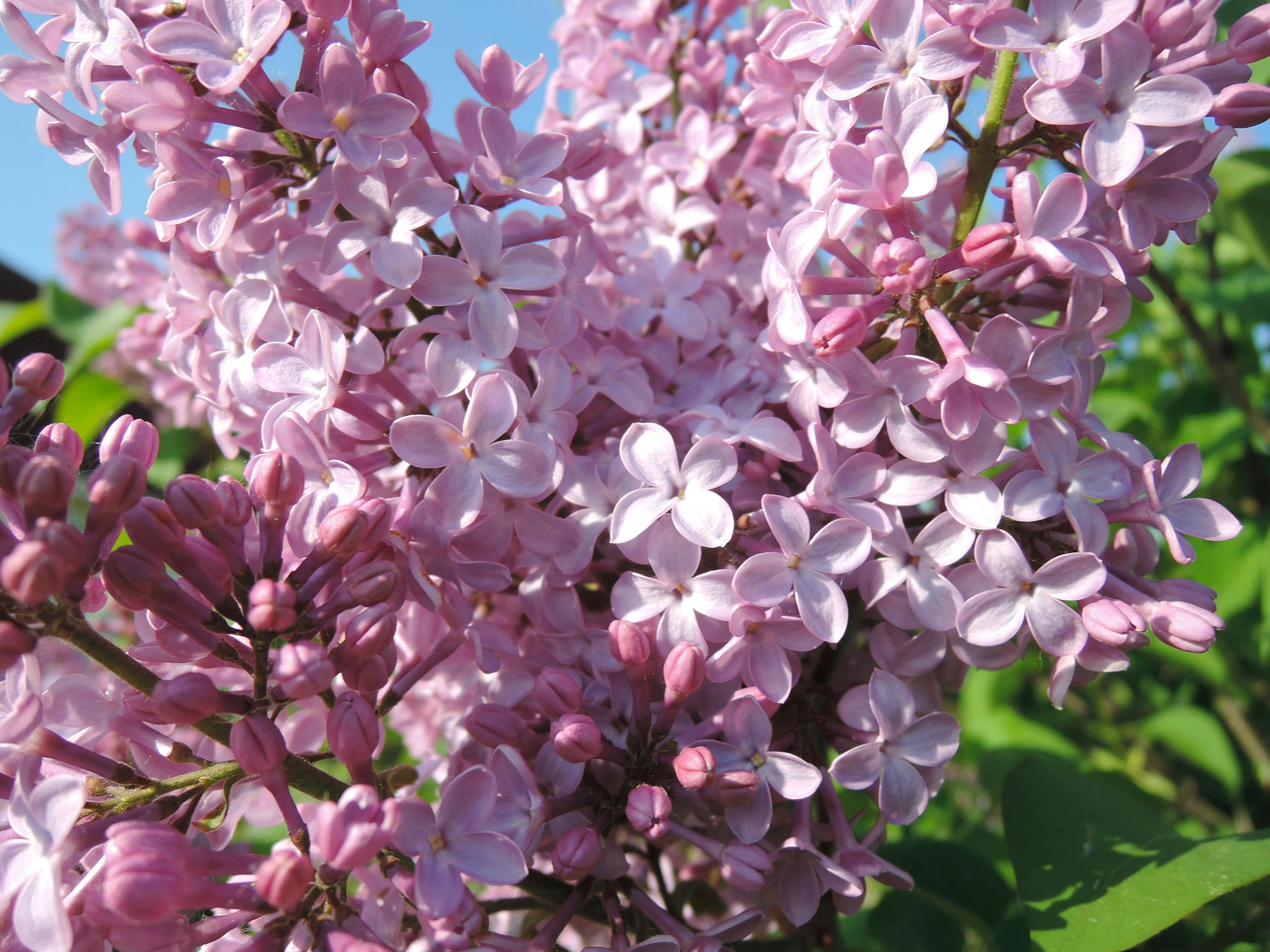 Free stock photo of bloom, blooming, lilac