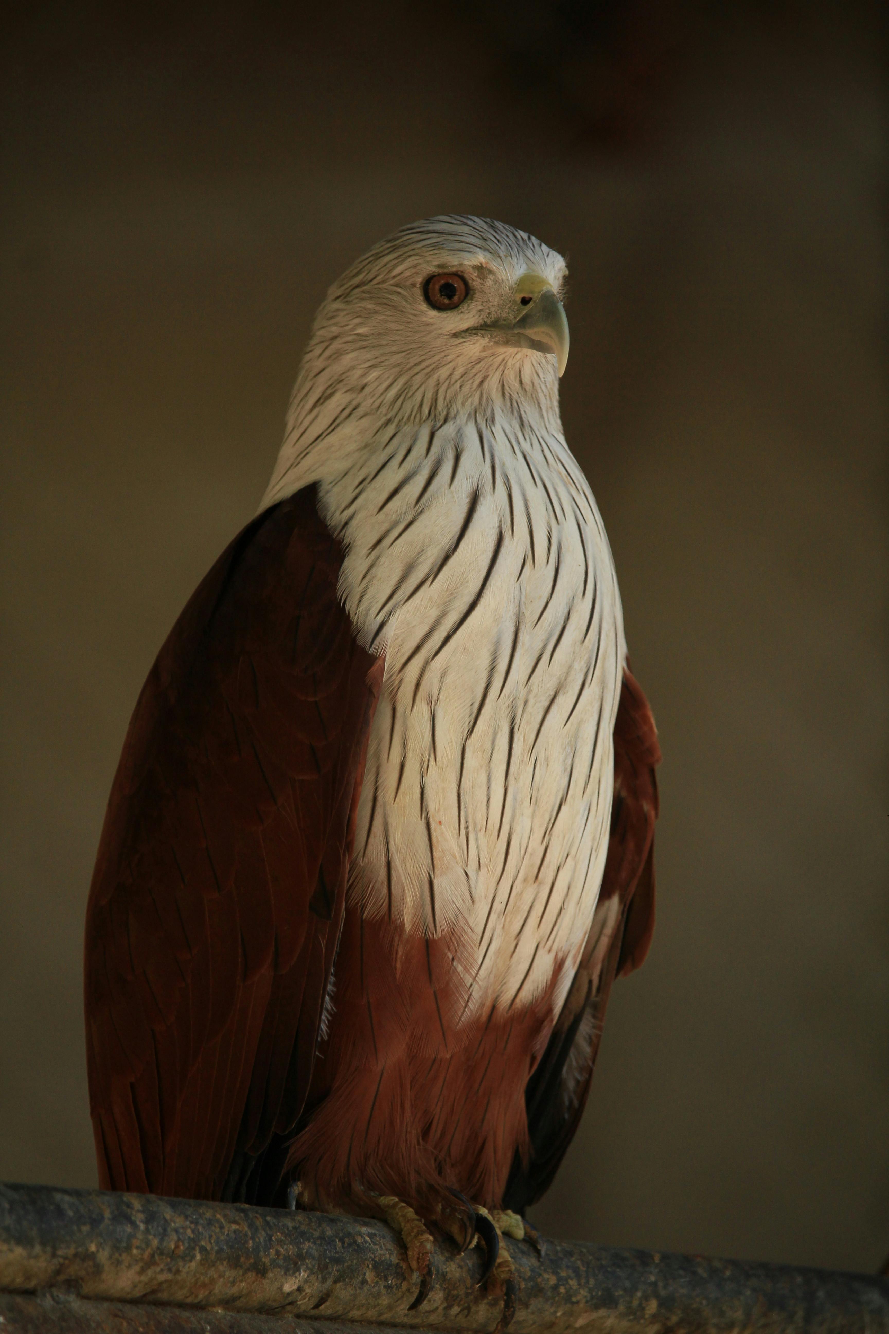 Photo of Falcon Sitting on Branch · Free Stock Photo
