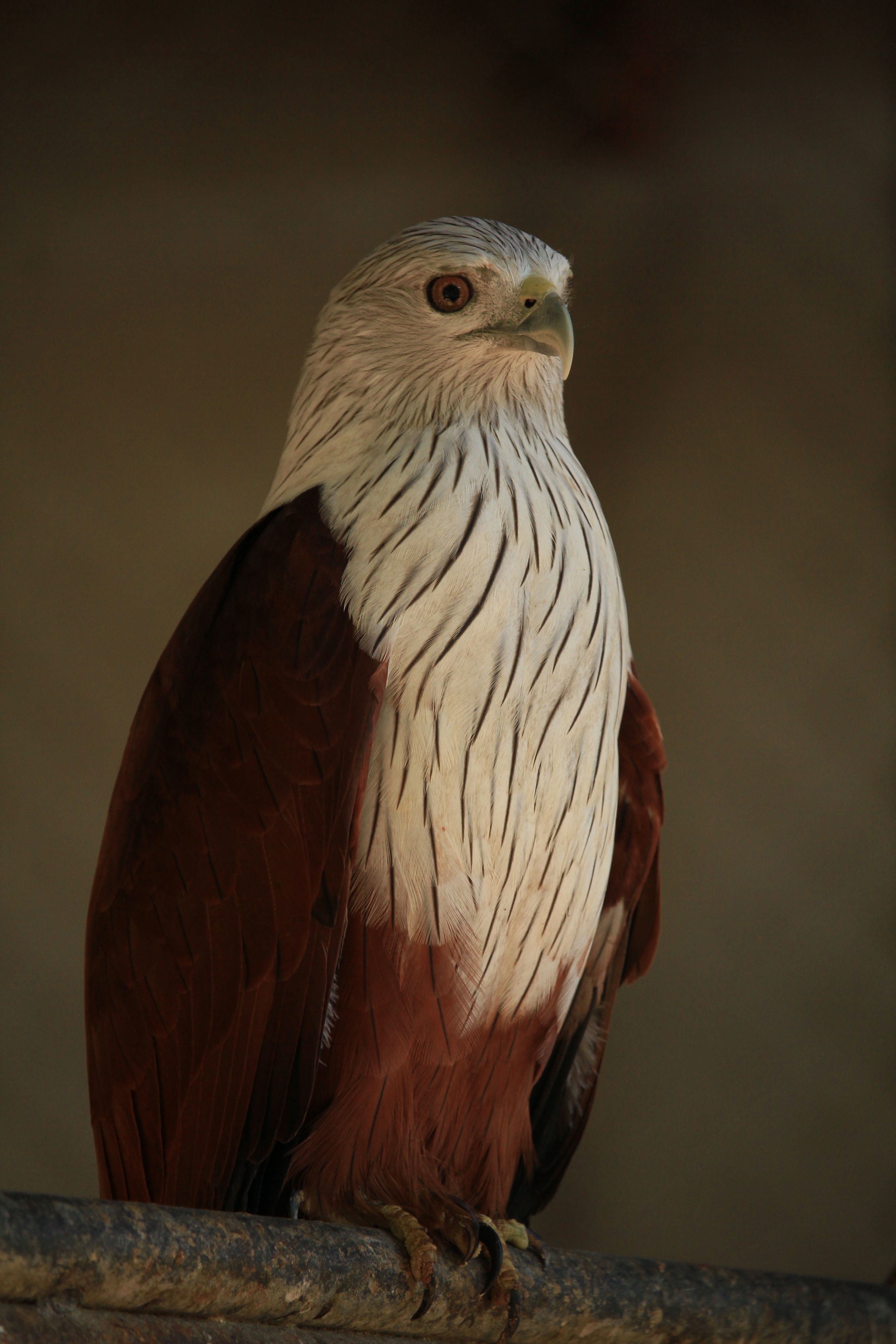 Animal Photo Photos, Download The BEST Free Animal Photo Stock Photos ...