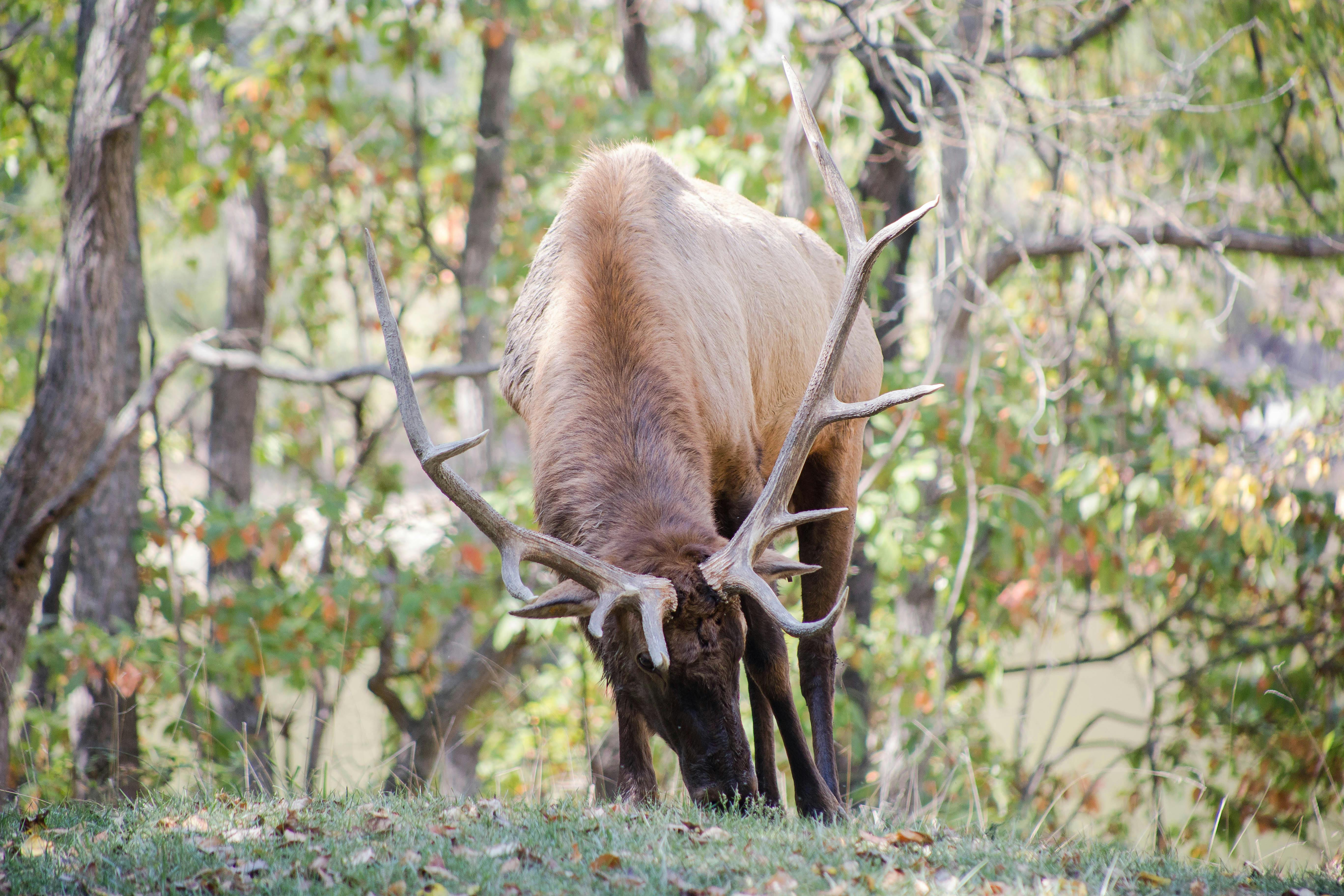 Brown Elk Standing on Grassland · Free Stock Photo