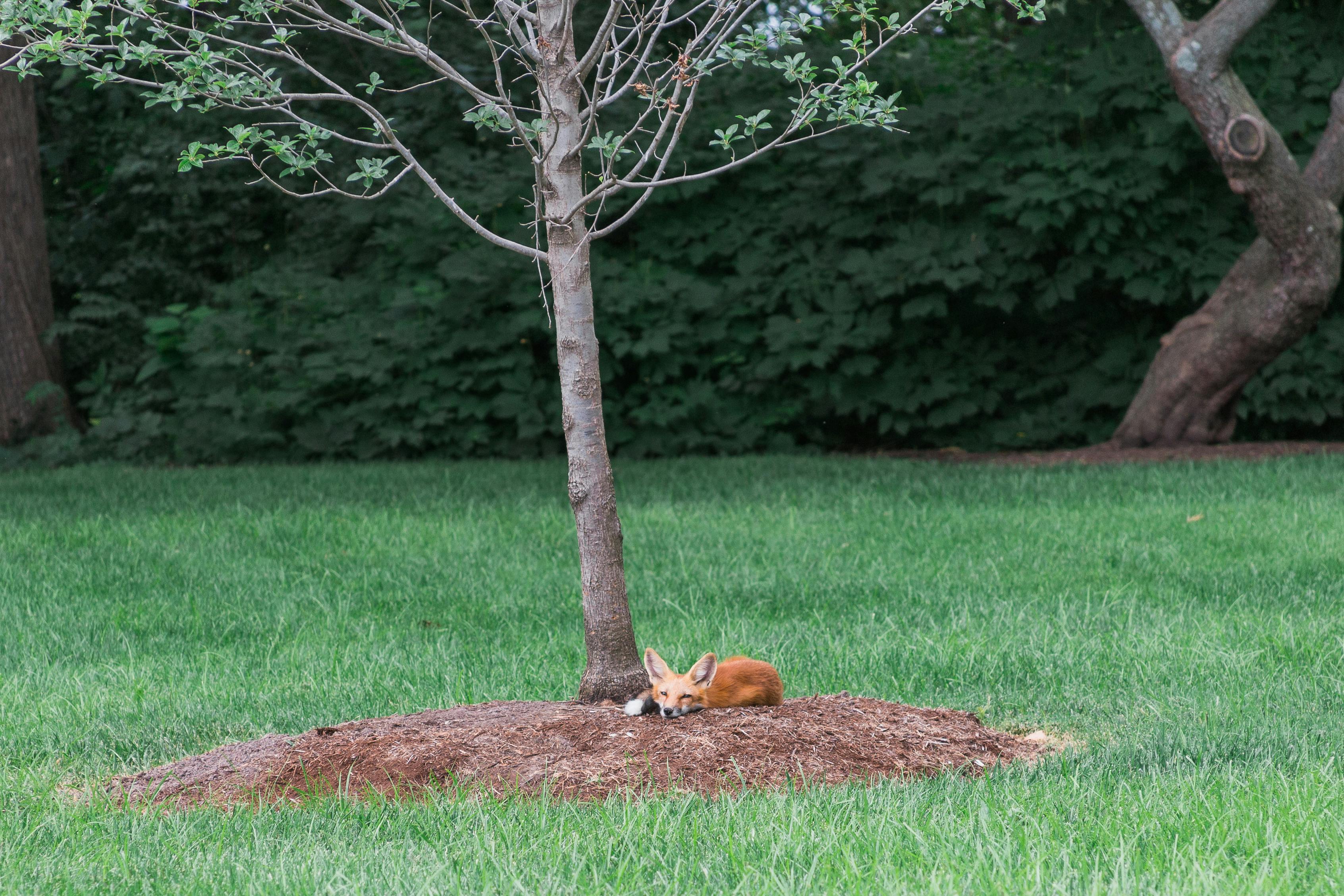 Fox Tree Photos, Download The BEST Free Fox Tree Stock Photos & HD Images