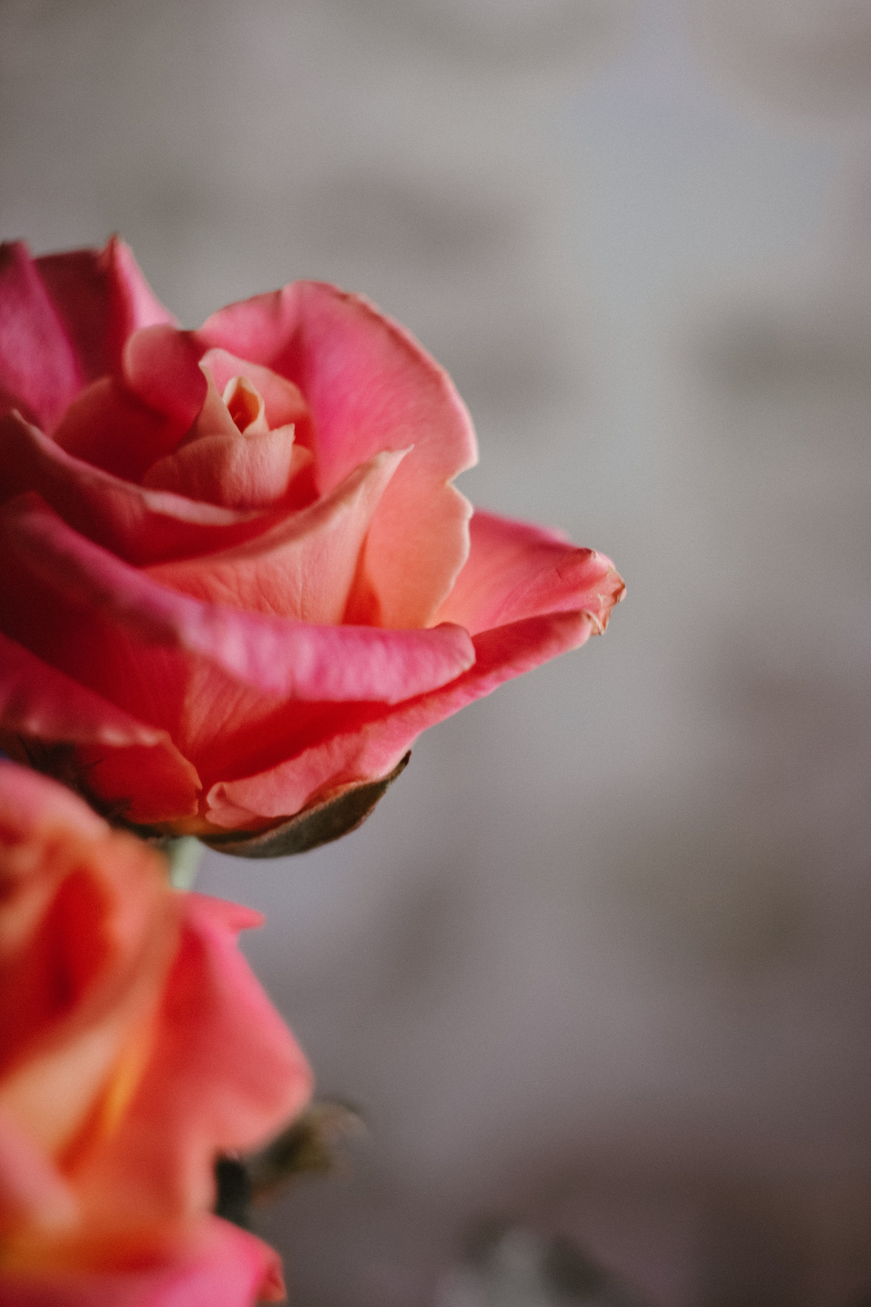 Close-Up Shot of a Blooming Pink Rose · Free Stock Photo
