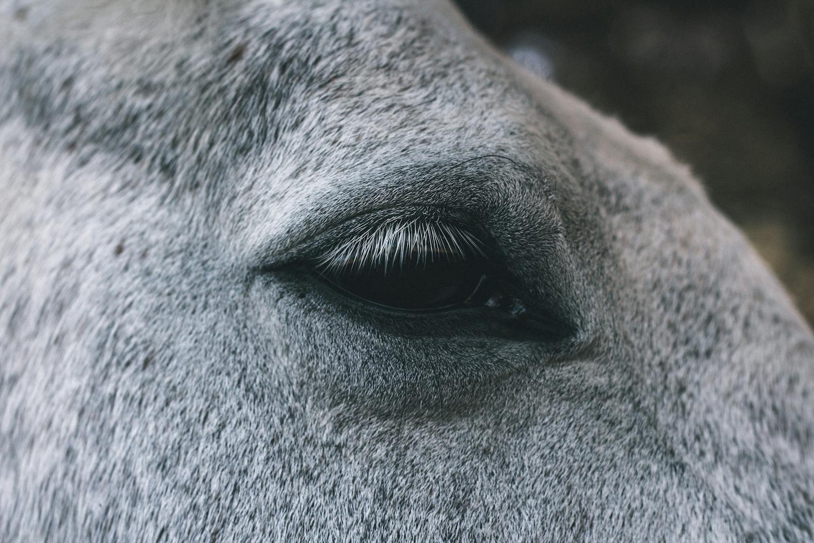 Understanding Horse Eye Diseases: Symptoms and Vision Impact
