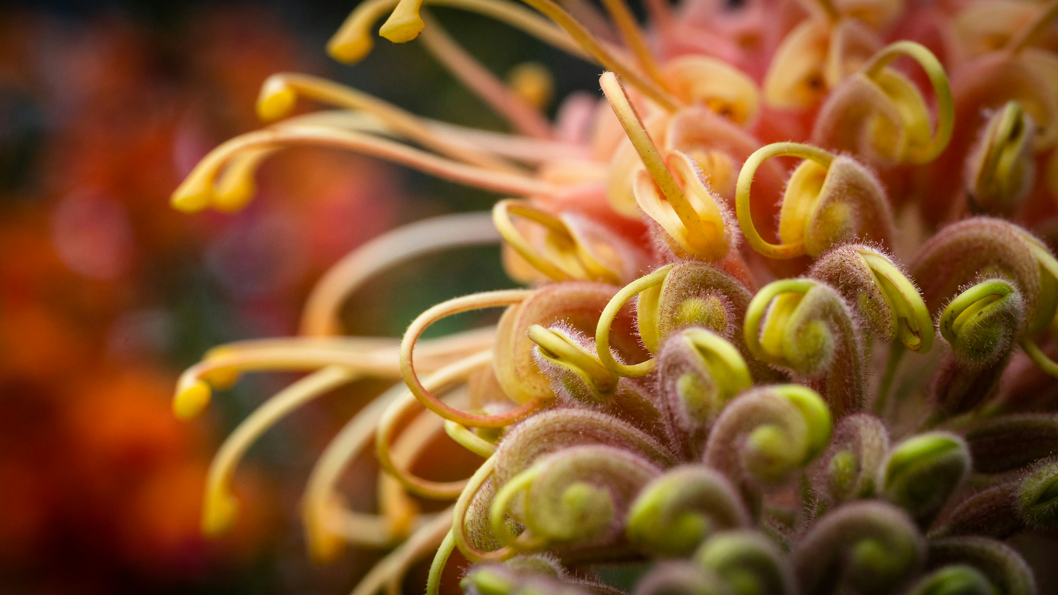 Extreme Close-up of Flower Stamens · Free Stock Photo