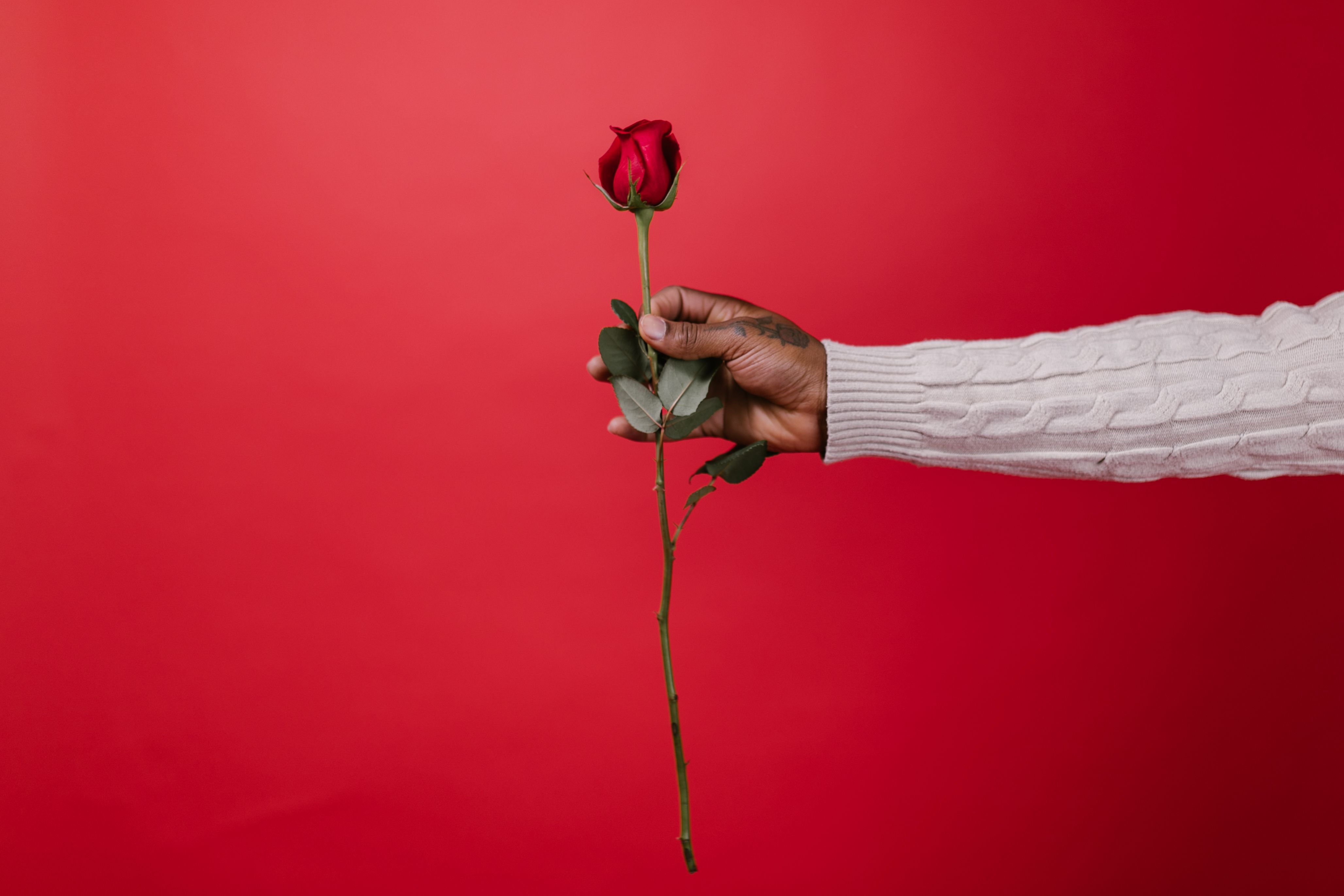 Rosas Rojas En Flor · Foto de stock gratuita