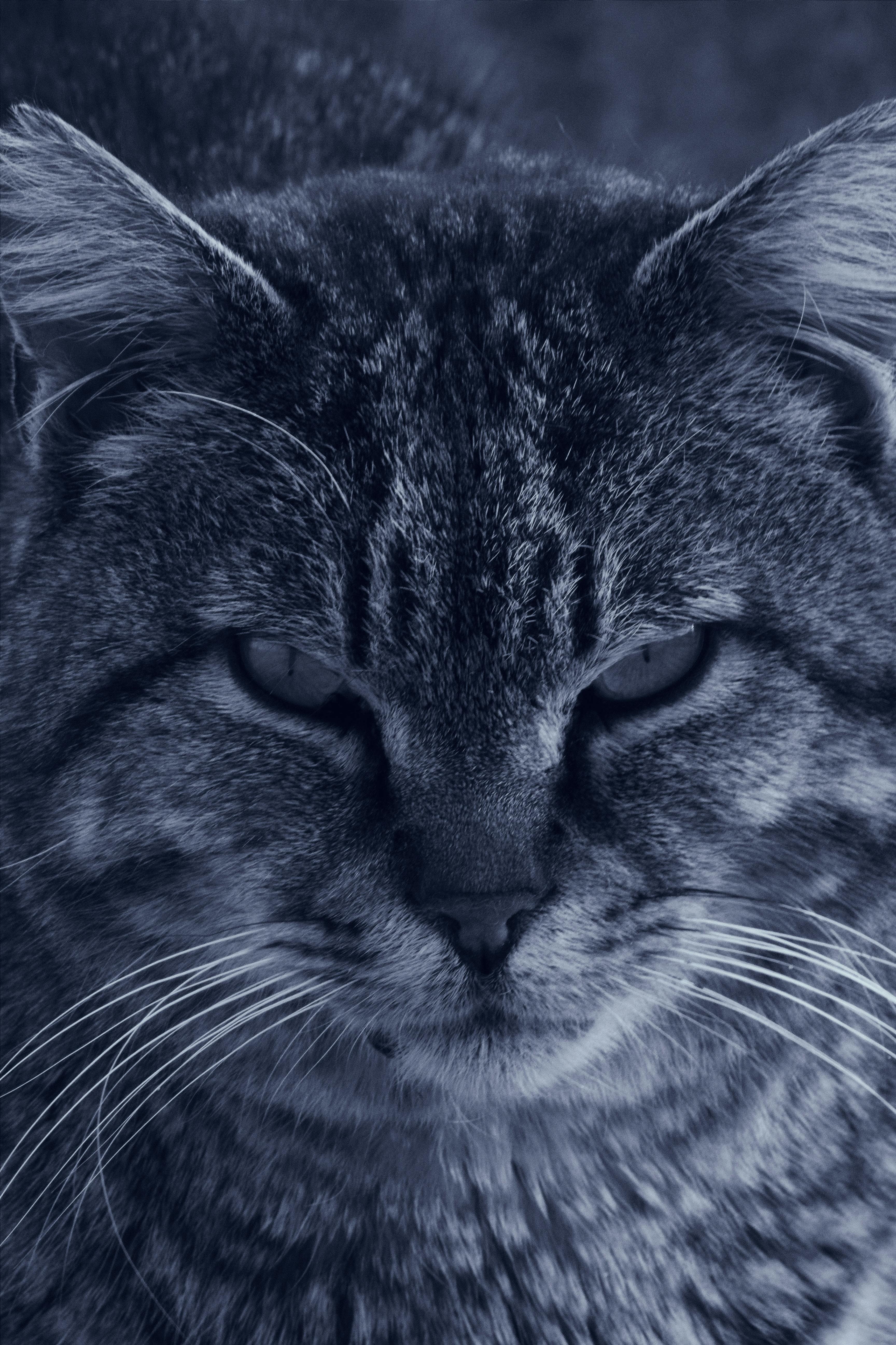Cat in Grayscale Photo · Free Stock Photo