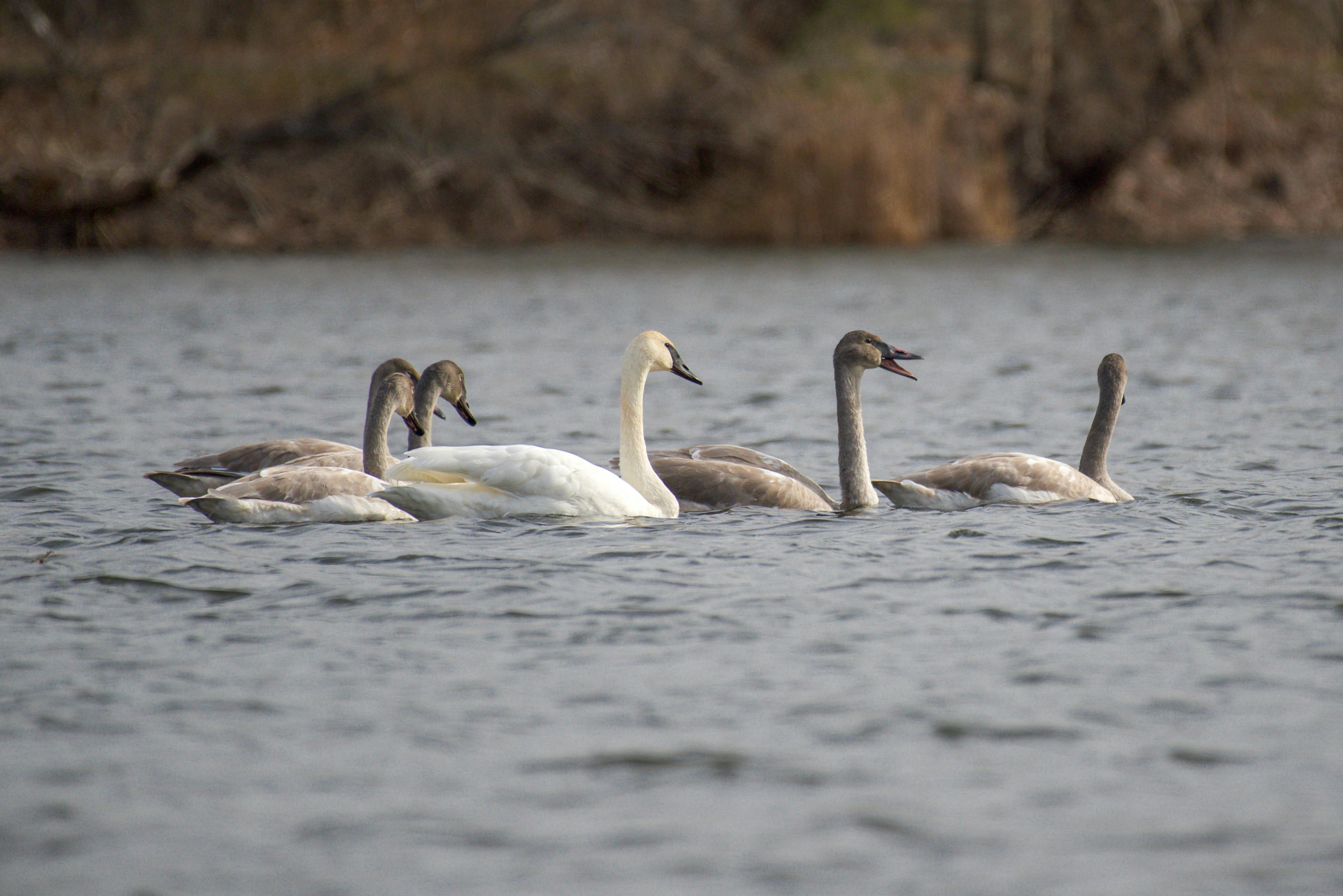 A Five Swans on the Lake · Free Stock Photo