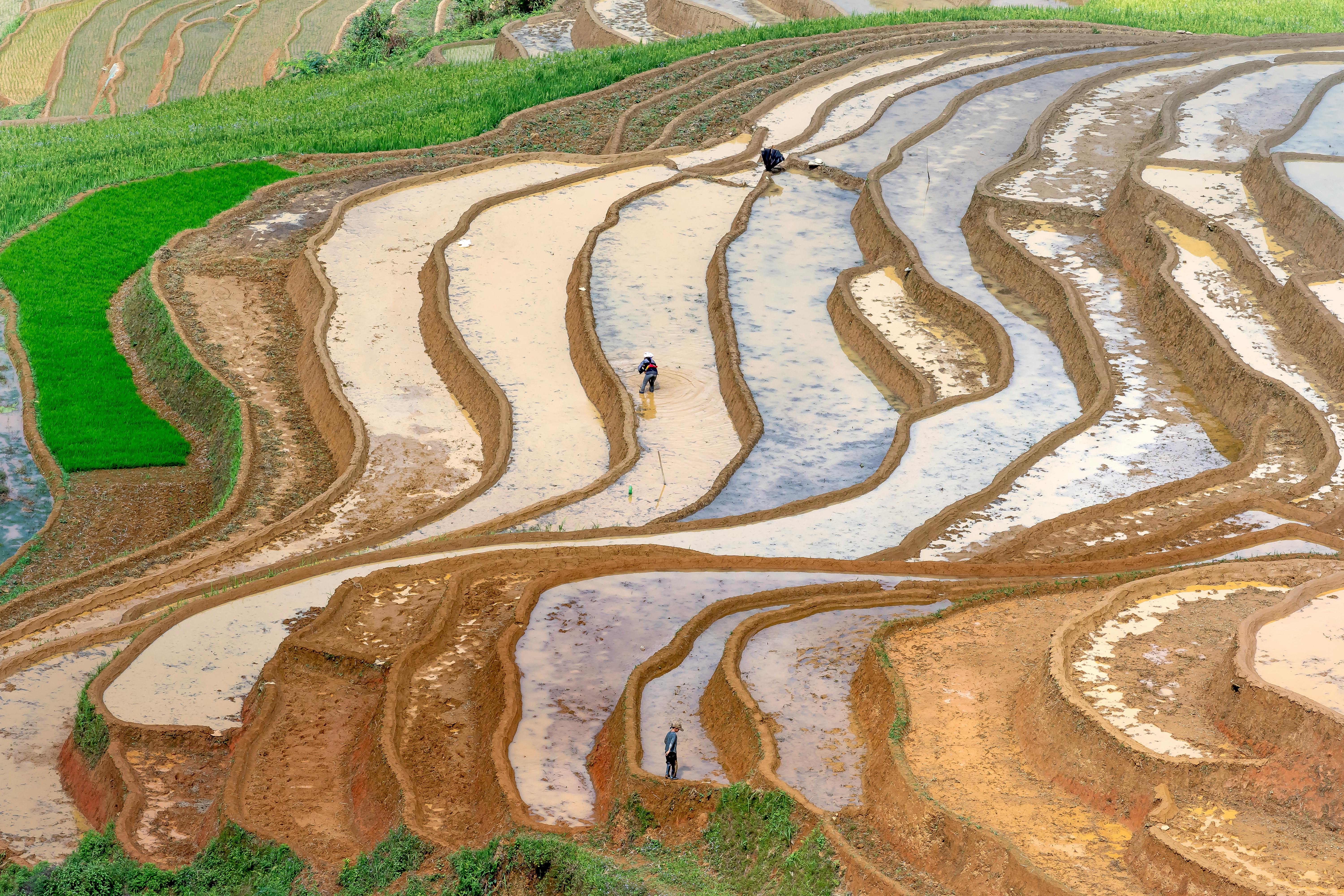 Unrecognizable farmers working on terraced rice plantation · Free Stock ...