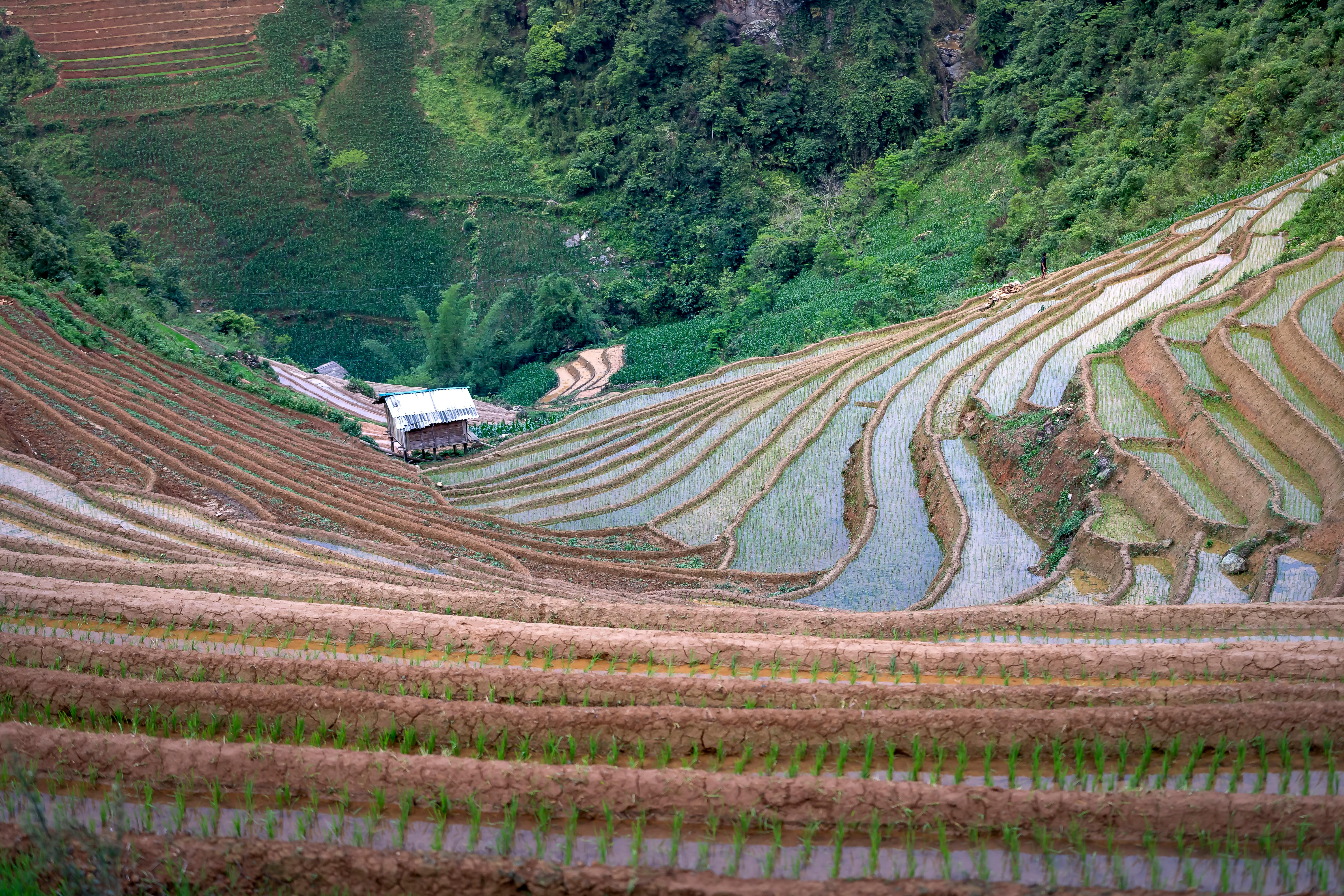 Terraces of cultivated rice plantations in mountainous valley · Free ...