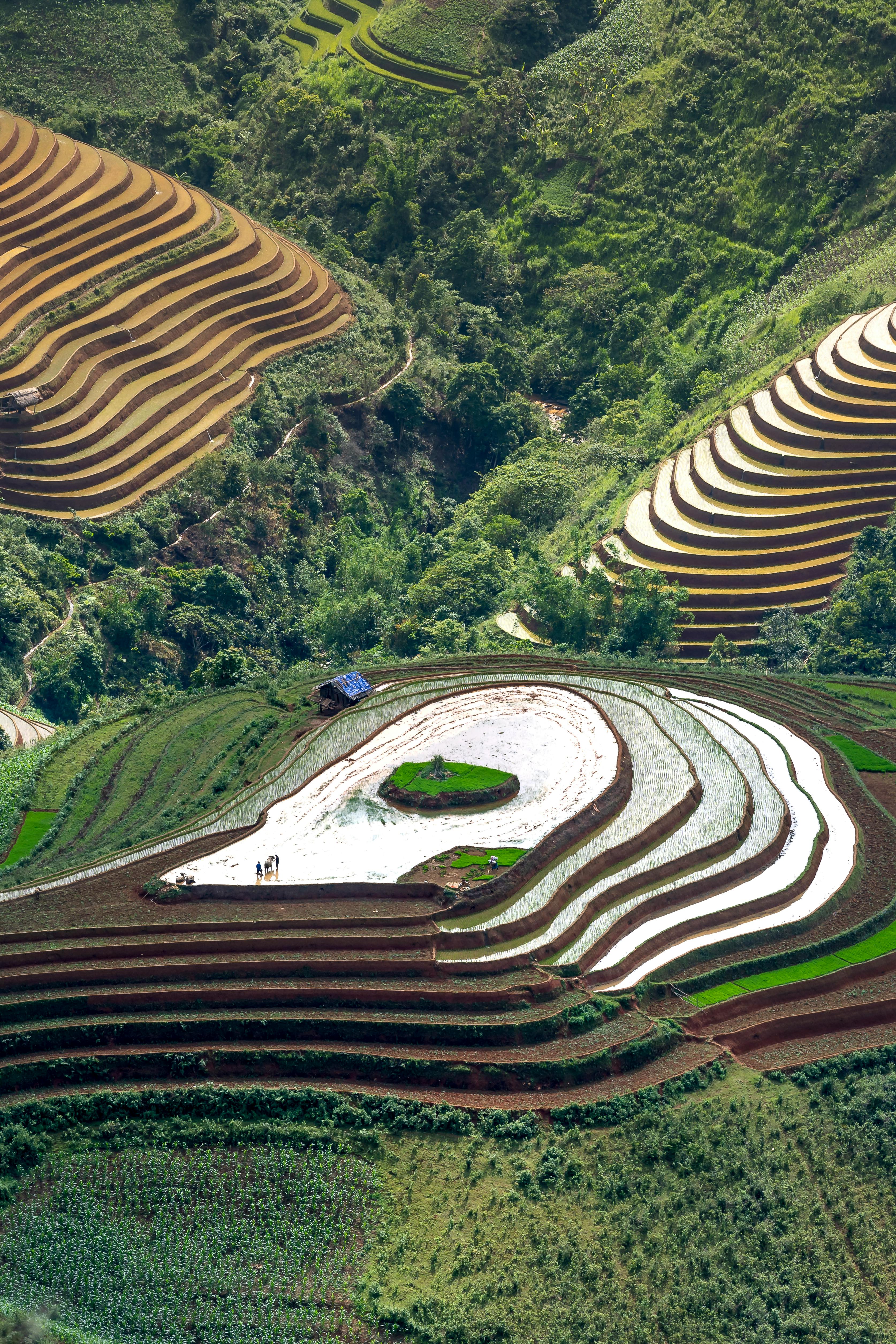 Aerial Footgae of Scenic Rice Fields · Free Stock Photo